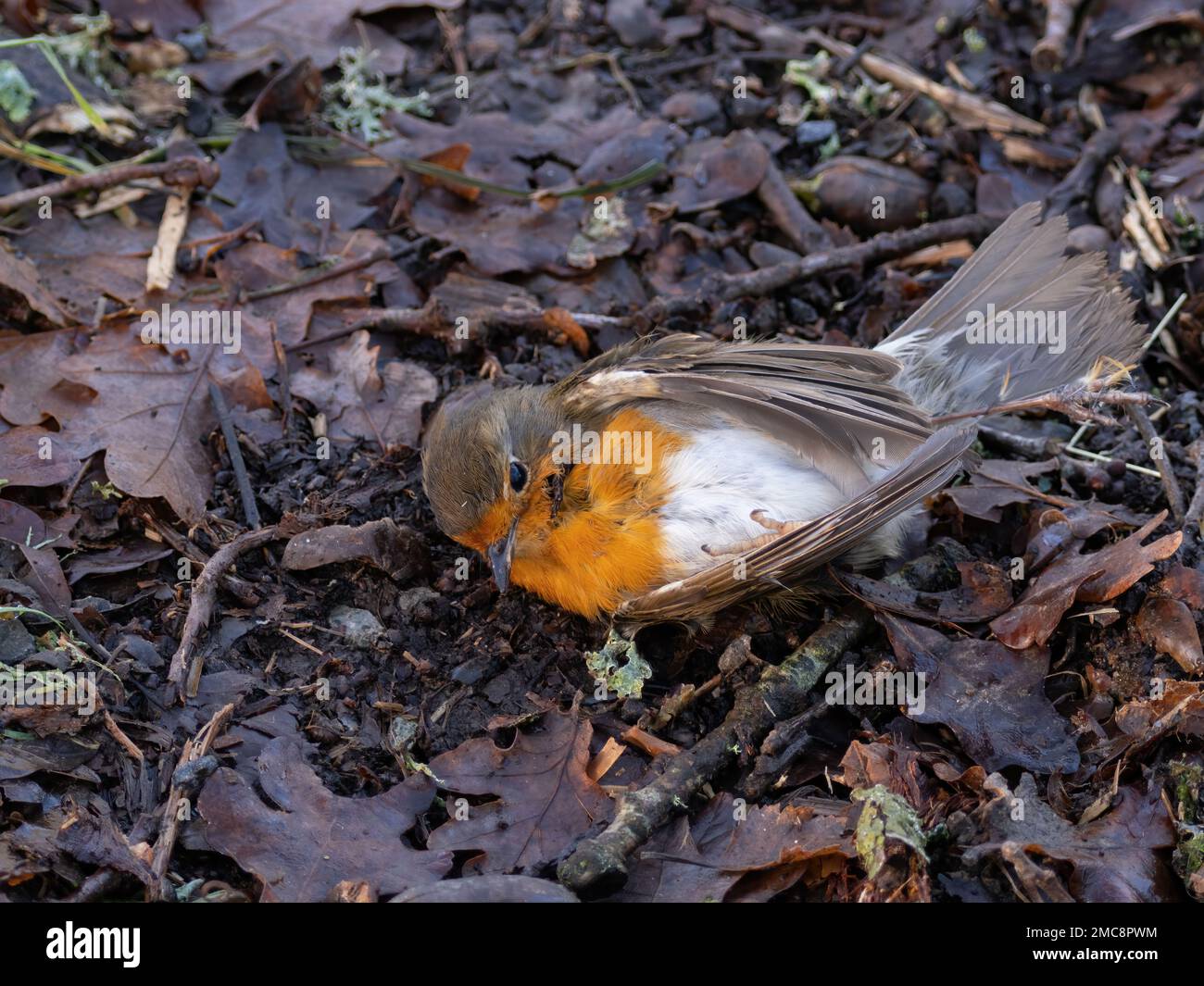 Robin in vehicle hi-res stock photography and images - Alamy