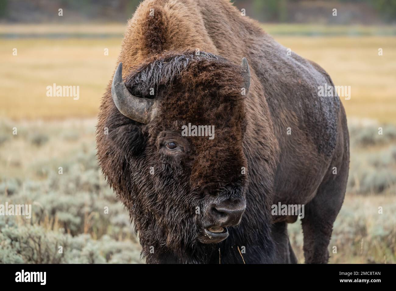 Bison standing in yellowstone hi-res stock photography and images - Alamy
