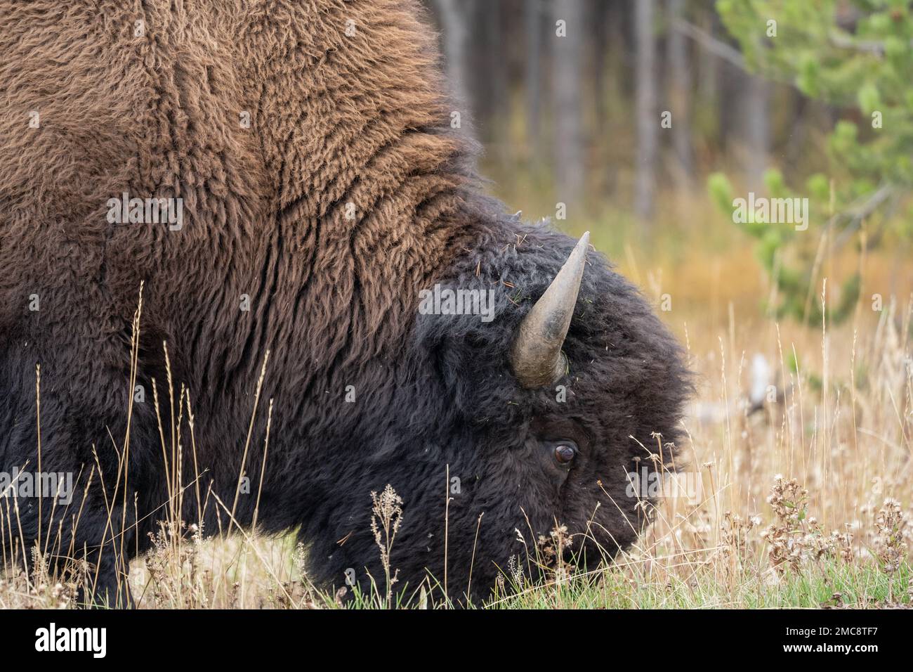Close up of bison hi-res stock photography and images - Alamy