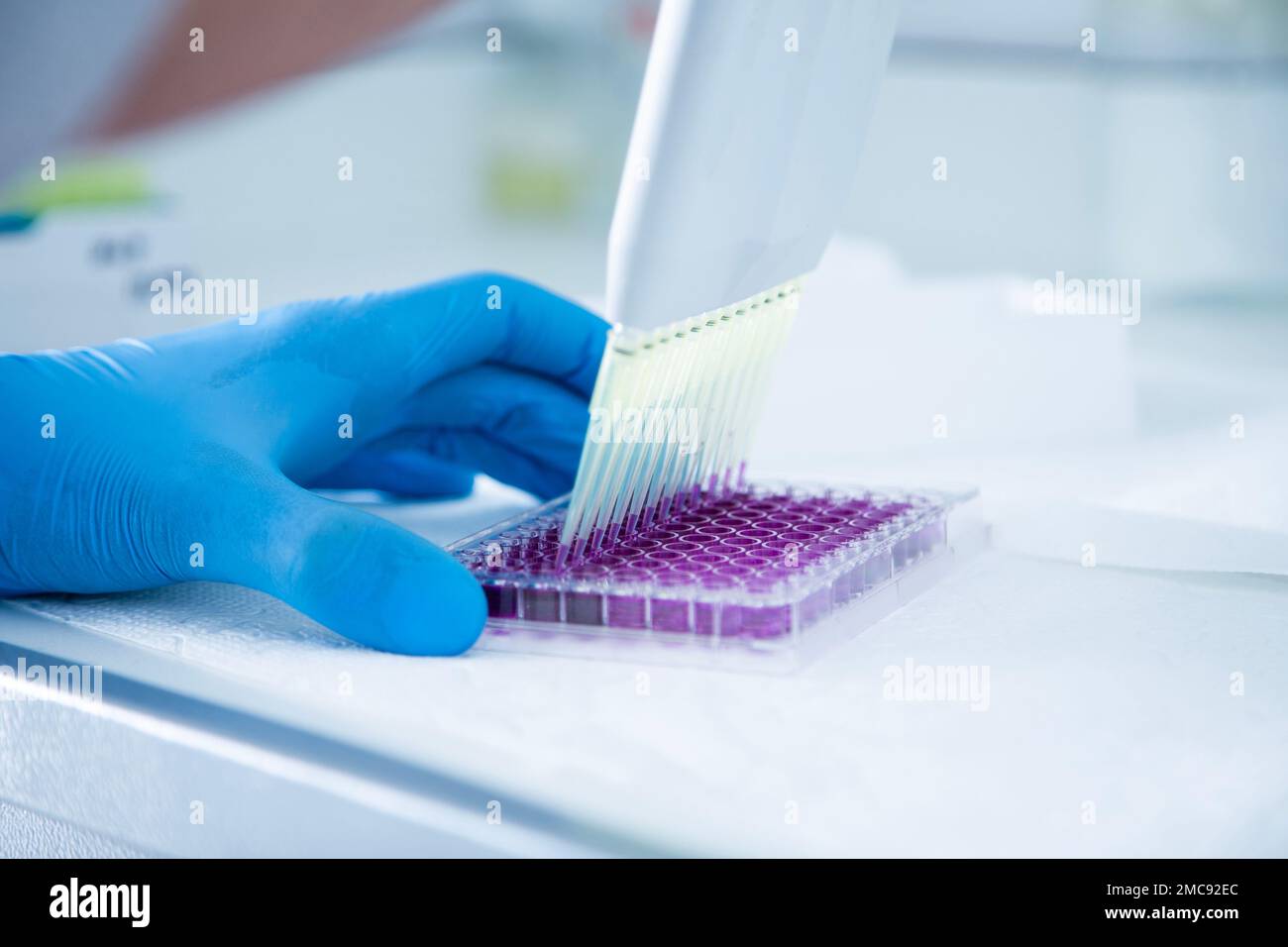 Mammalian cell culture laboratory hi-res stock photography and images ...