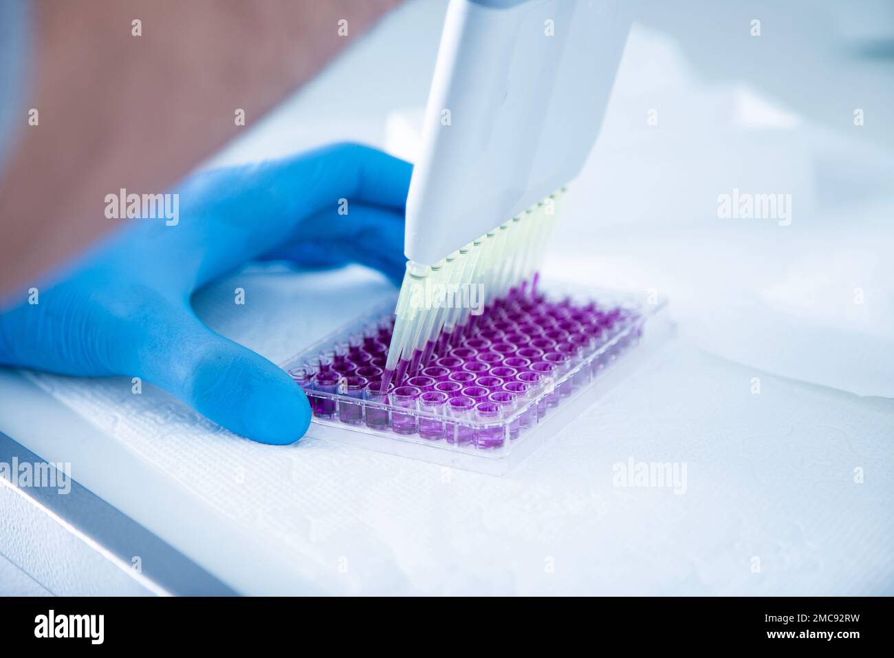 cell culture at the medicine, medical and cell culture laboratory Stock ...