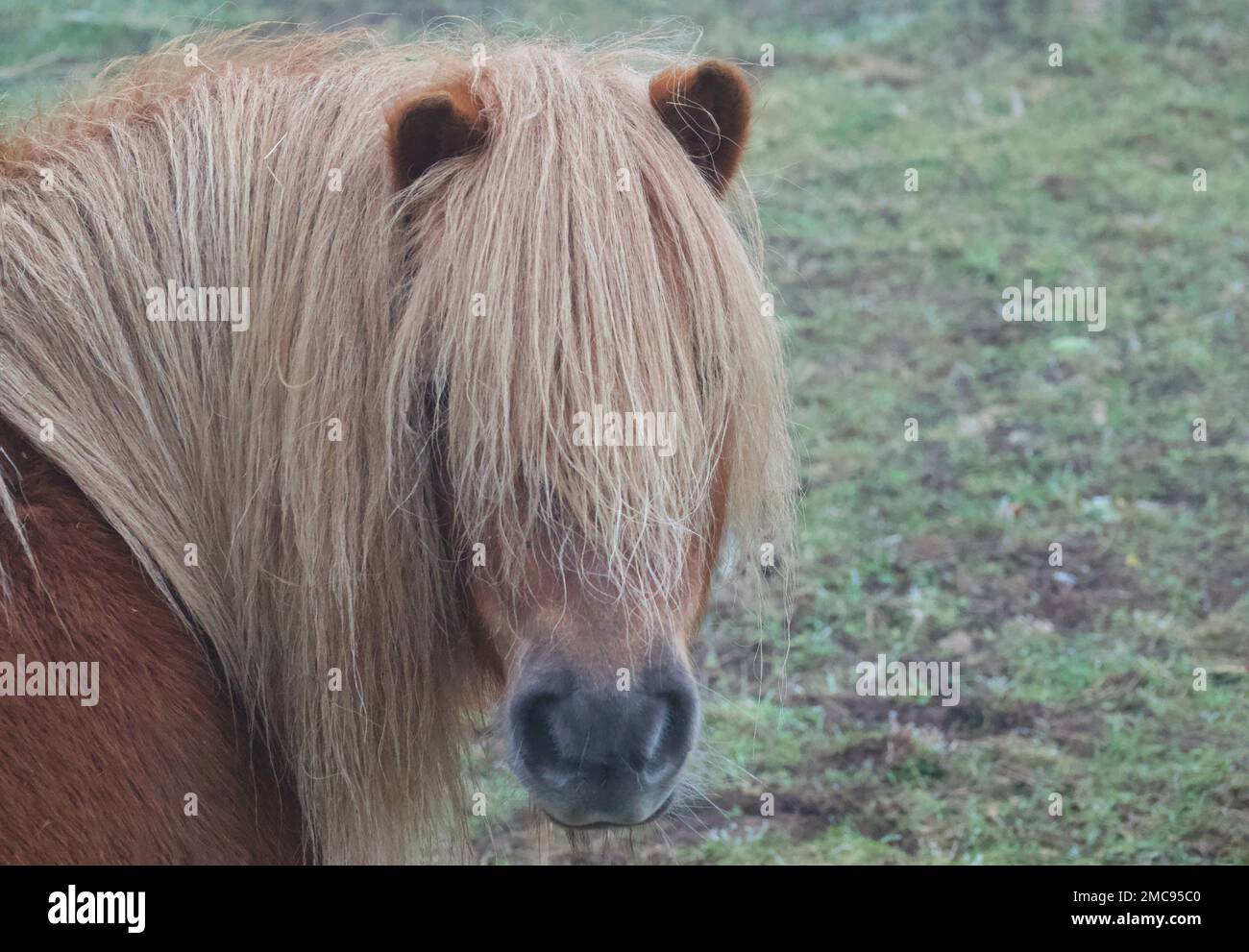 Ponyphoto hi-res stock photography and images - Alamy