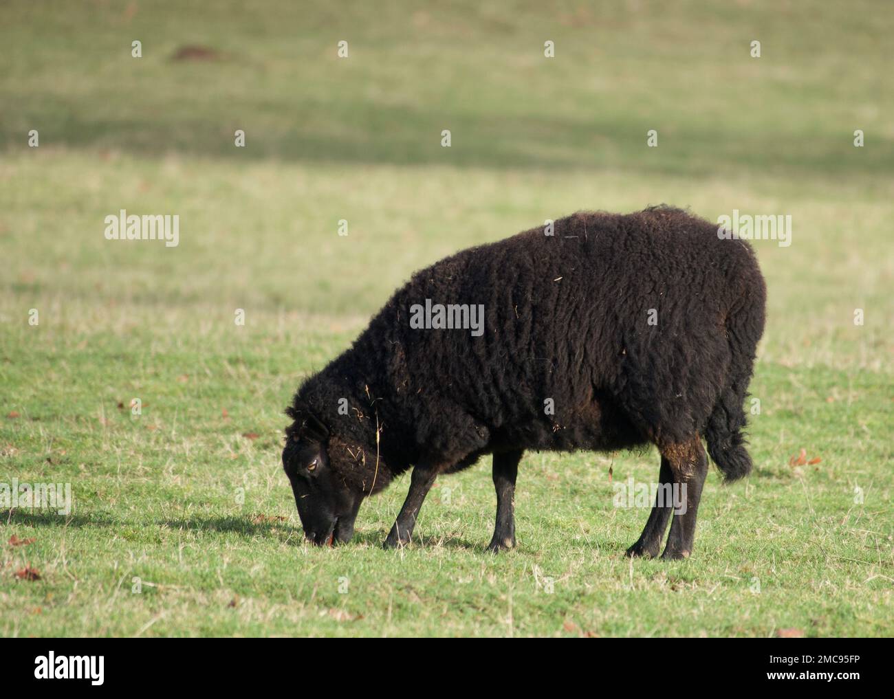 Black Sheep Grazing Stock Photo - Alamy