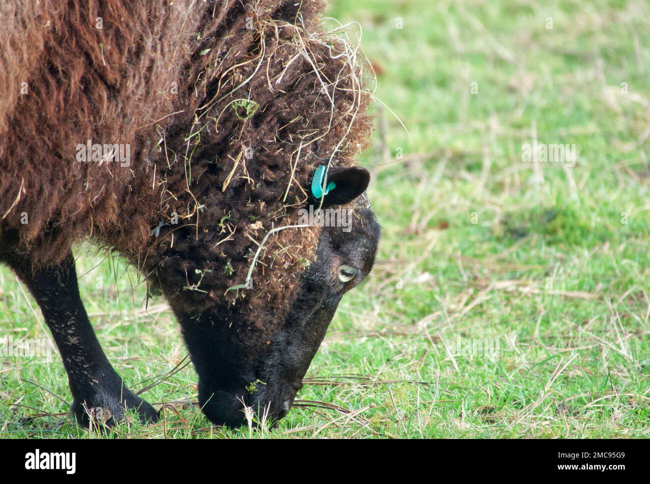 Black Sheep Grazing Stock Photo - Alamy