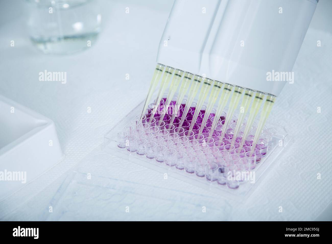 Mammalian cell culture laboratory hi-res stock photography and images ...