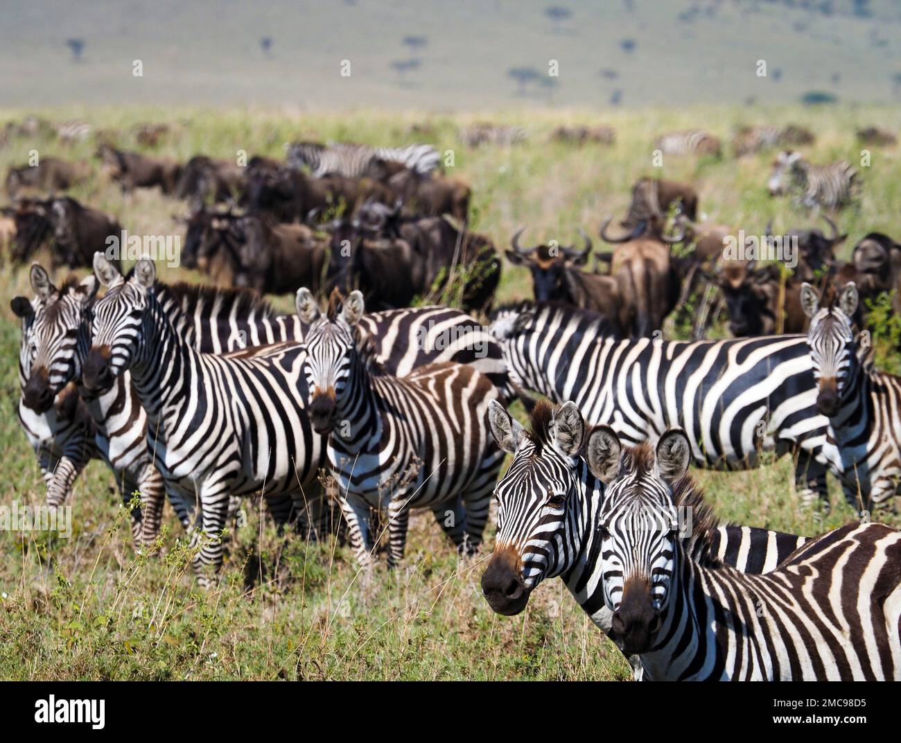 Nyabogati, Tanzania. 23rd Sep, 2022. Zebras (Hippotigris) look out from ...