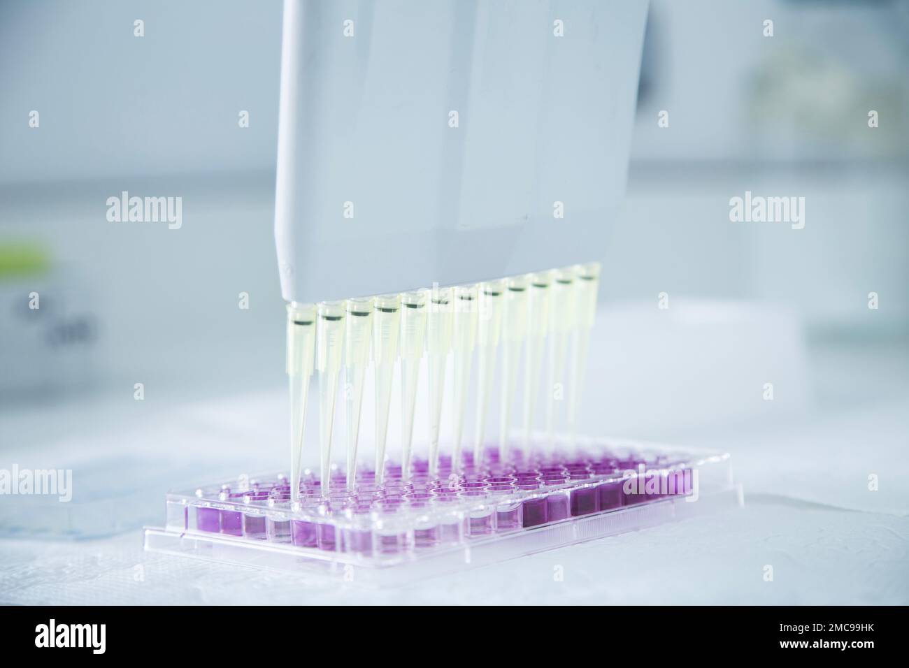 Mammalian cell culture laboratory hi-res stock photography and images ...