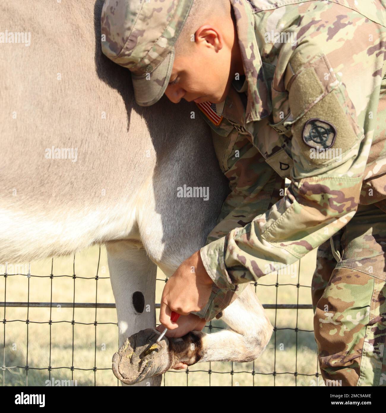 Pfc. Osbaldo Arroyo of A battery, 2-2 FAR picking the hooves of the ...