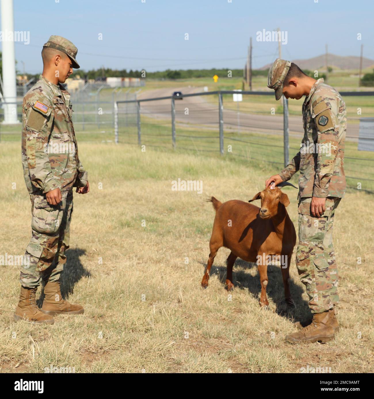 Cpl. Short Round VII (goat) getting attention from her A battery, 2-2 ...