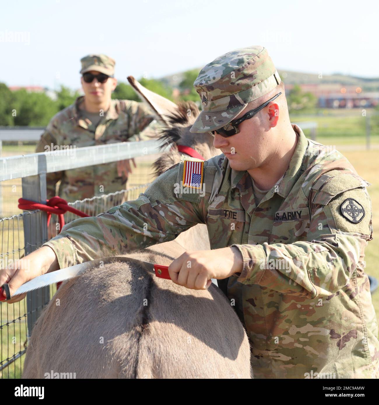 Sgt. Tanner Tite grooming Sgt. Big Deuce VIII Stock Photo - Alamy