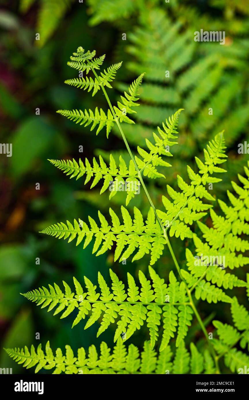 Unique pointed shape of the young light green fern plant leaves growing ...