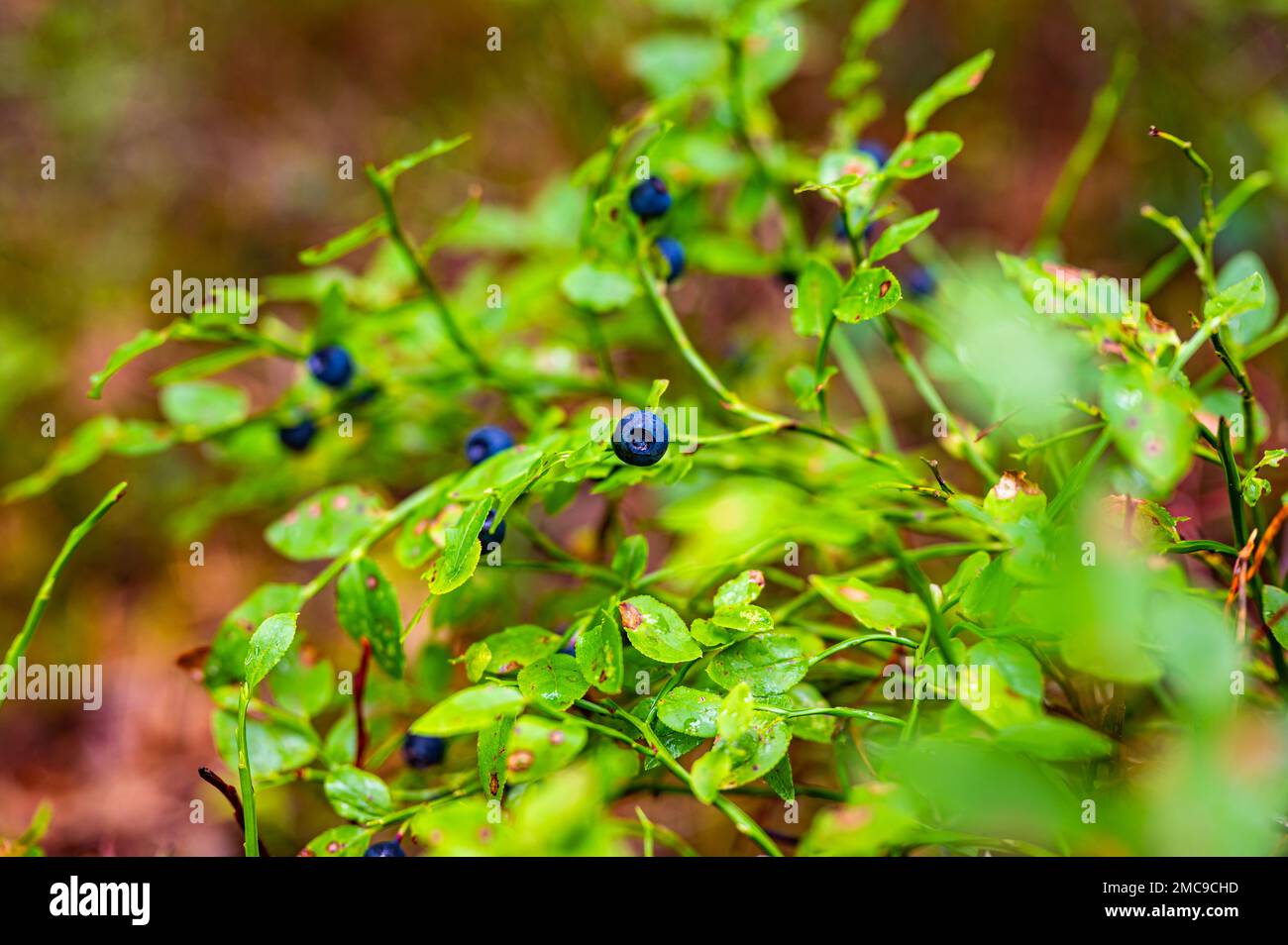 Deep vibrant blue blueberries growing on the green shrub in the forest ...