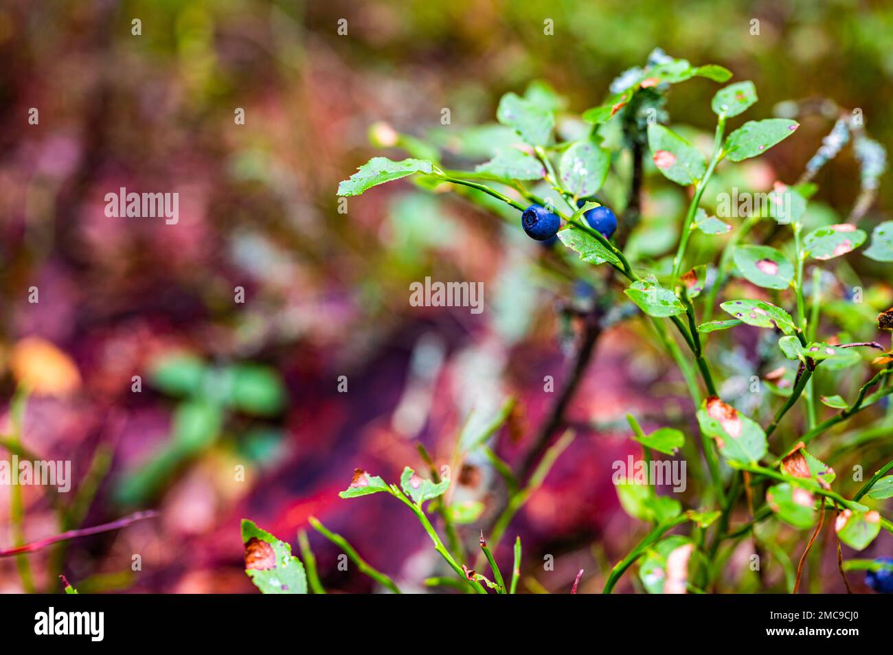 Deep vibrant blue blueberries growing on the green shrub in the forest ...