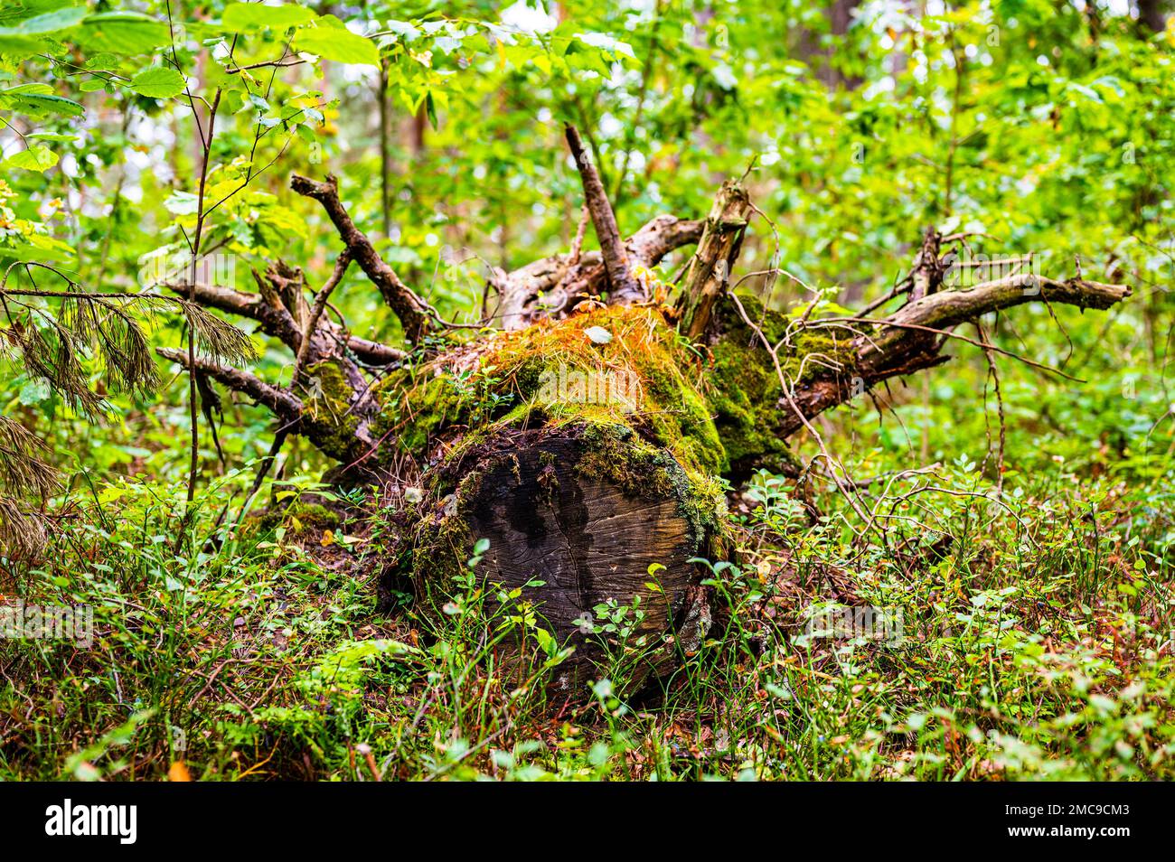 Mystic creature shape roots of the fallen tree overgrown with moss lie ...