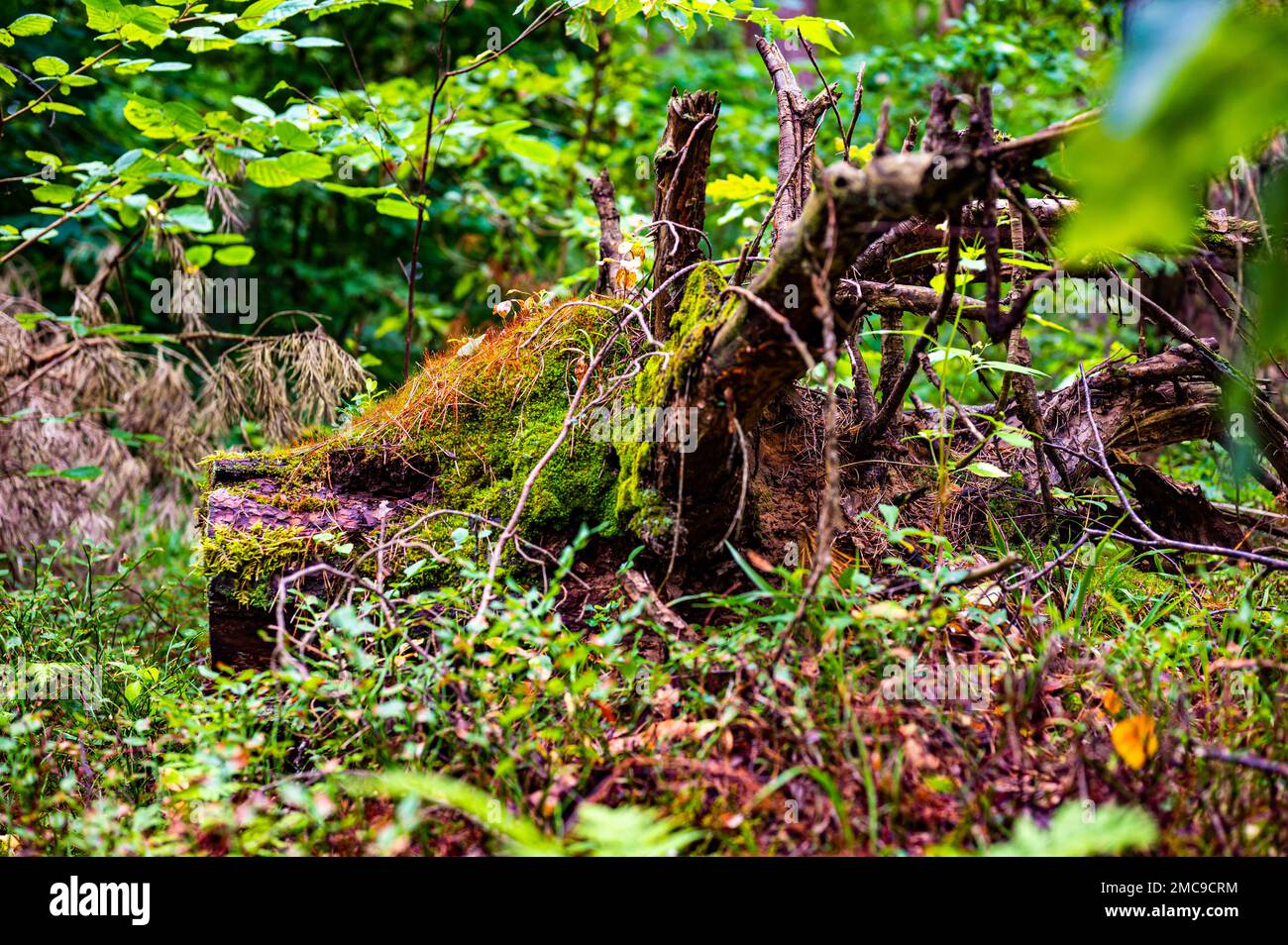 Mystic creature shape roots of the fallen tree overgrown with moss lie ...