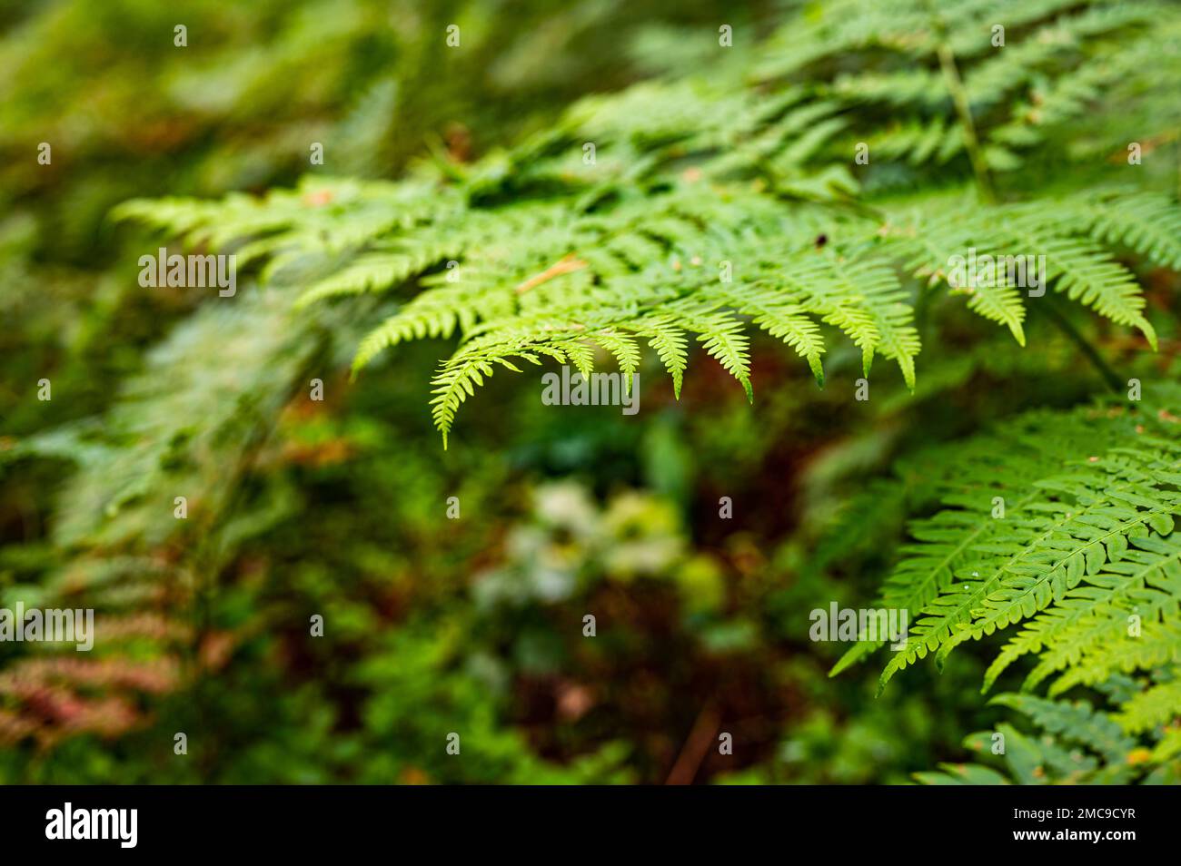 Unique pointed shape of the young light green fern plant leaves growing ...