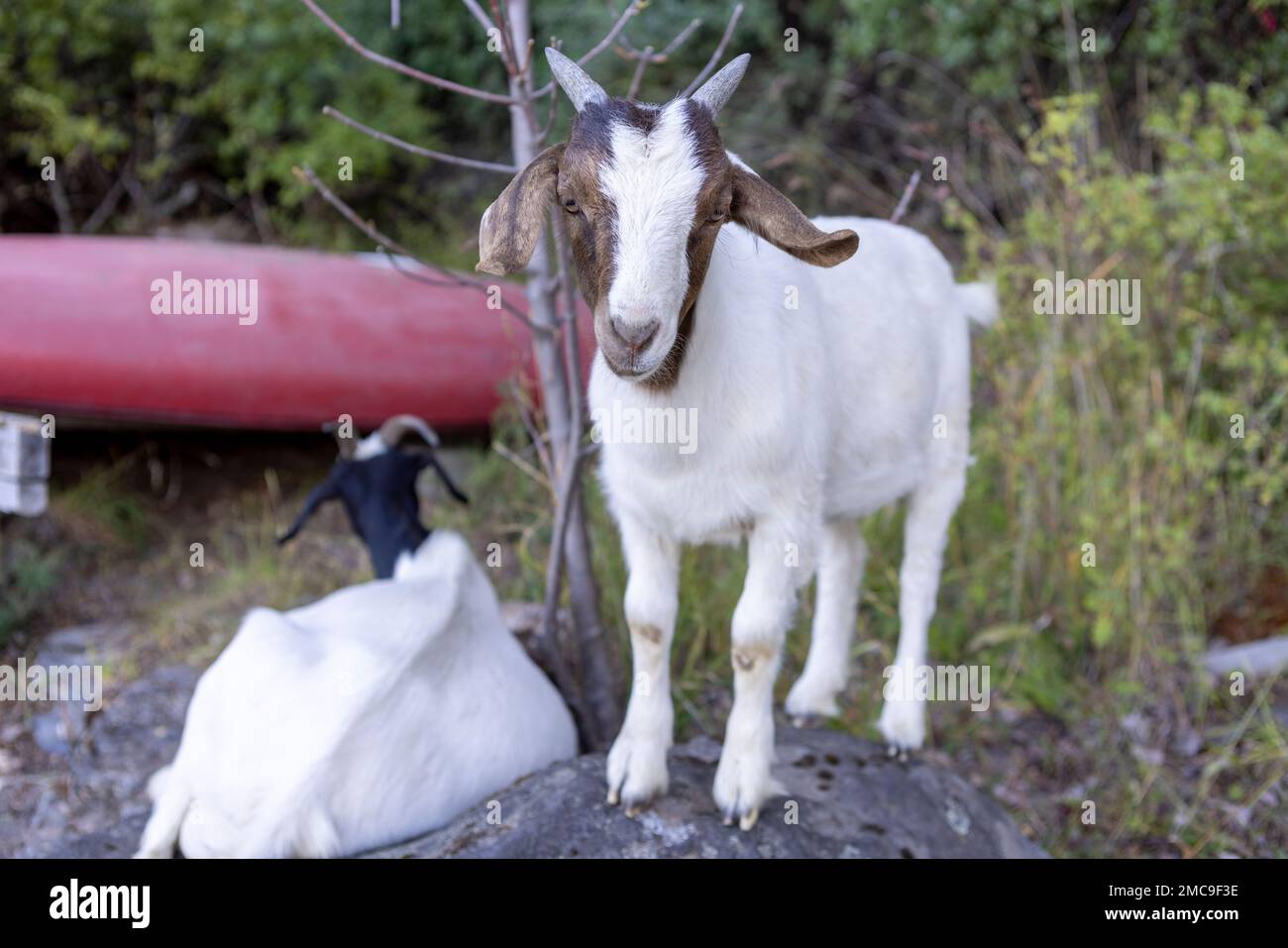 Black goat huge horns hi-res stock photography and images - Alamy