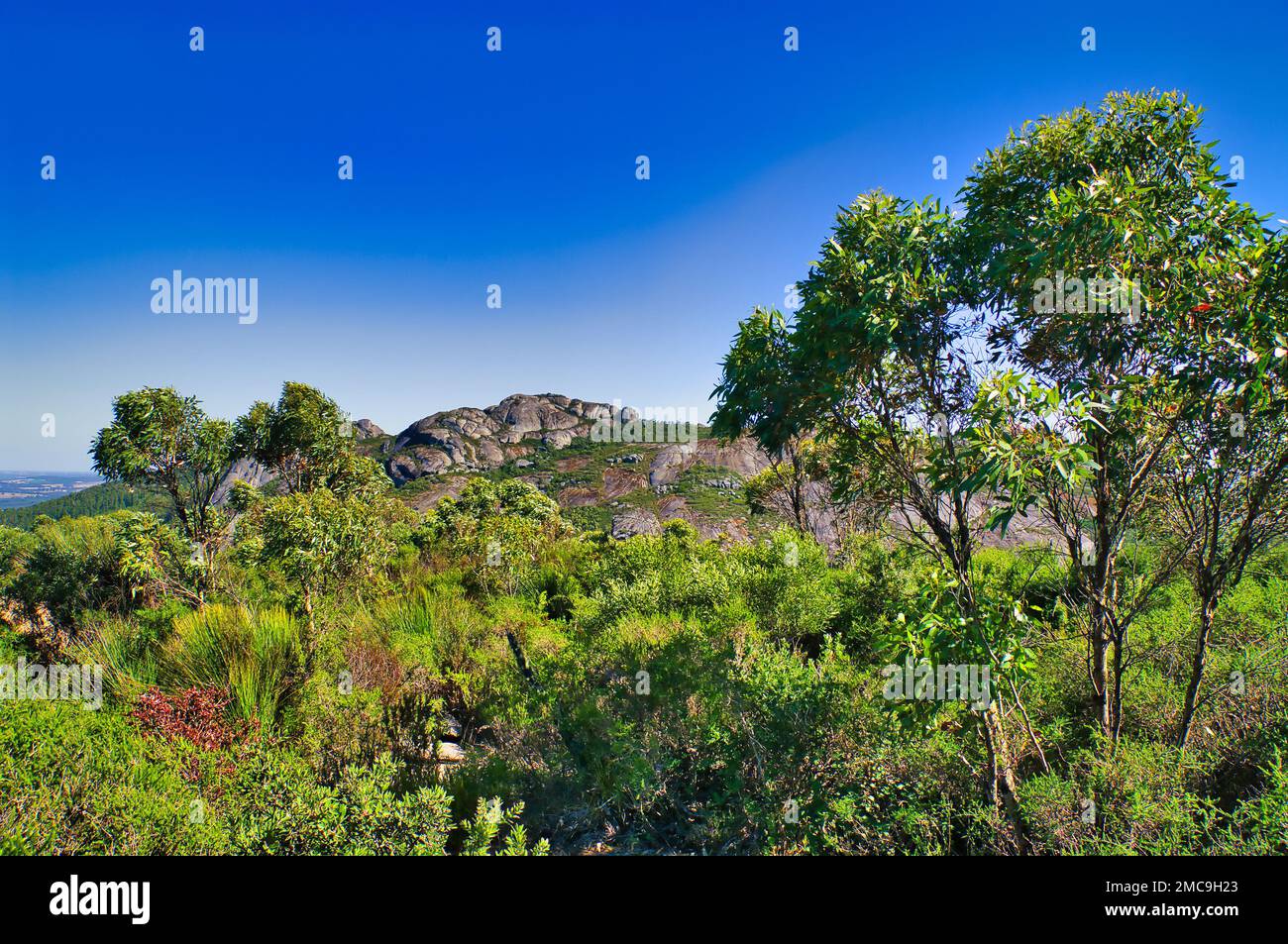 Dense shrubs hi-res stock photography and images - Alamy