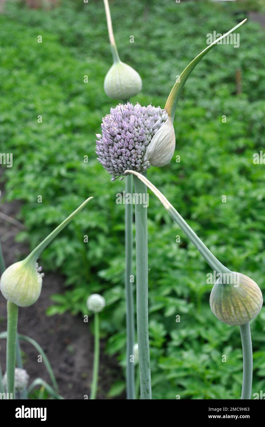 close-up of the blooming leek plant in the vegetable garden Stock Photo ...