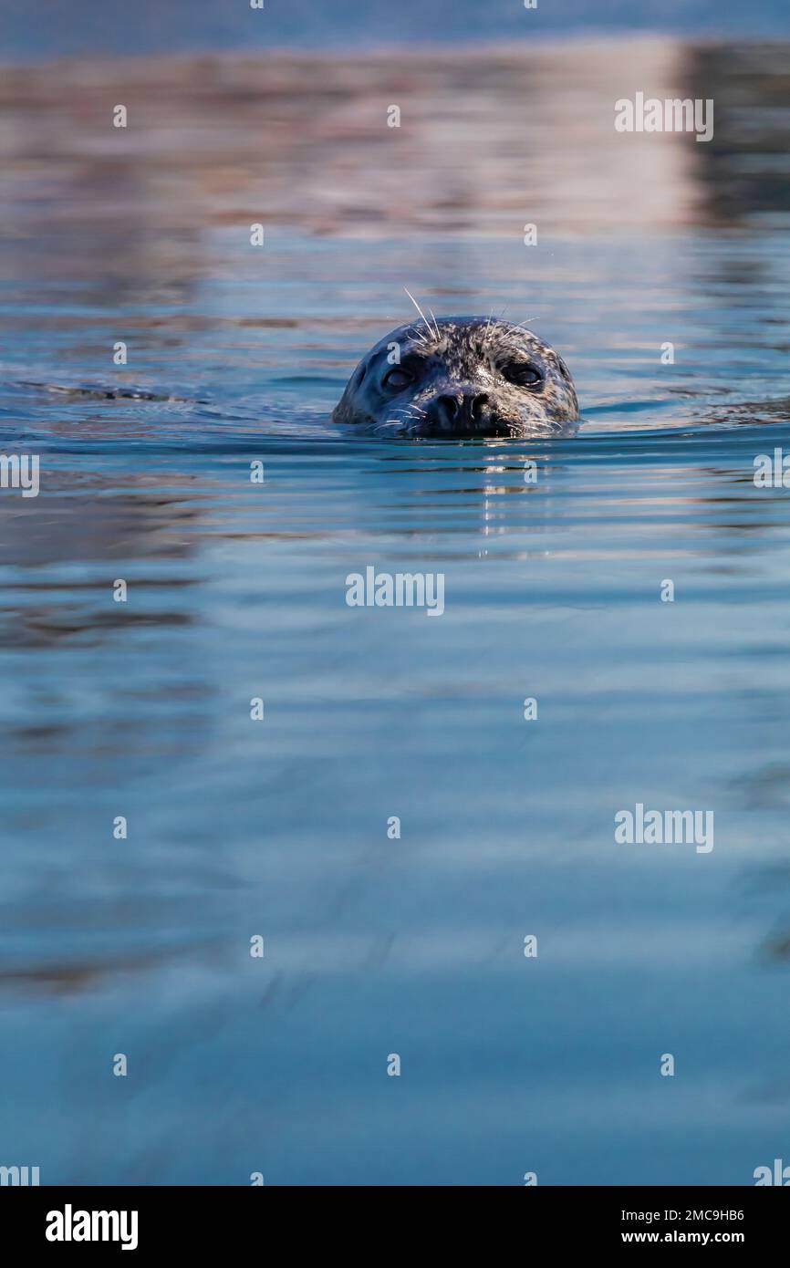 Harbor Seal, Phoca vitulina, waiting for tossed fish parts in ...