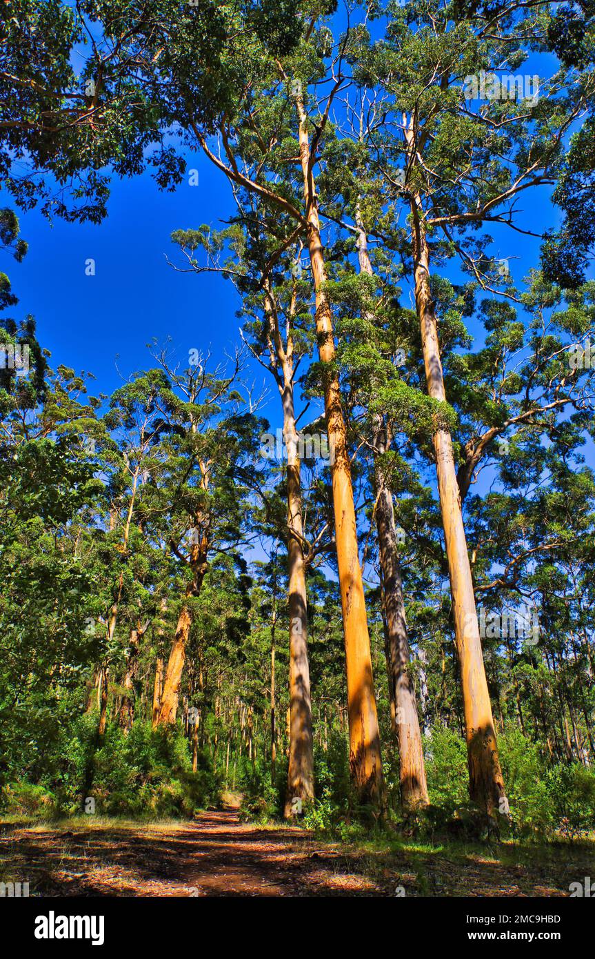 Forest of tall karri trees (Eucalyptus diversicolor) in Porongurup ...
