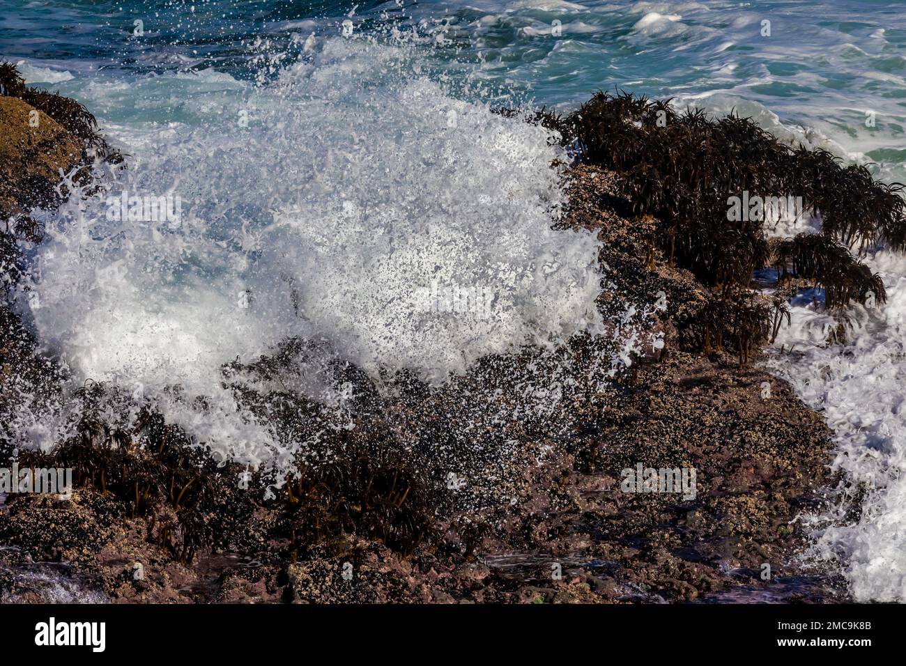 Powerful waves crashing on rocks and resiliant Sea Palms, Postelsia ...
