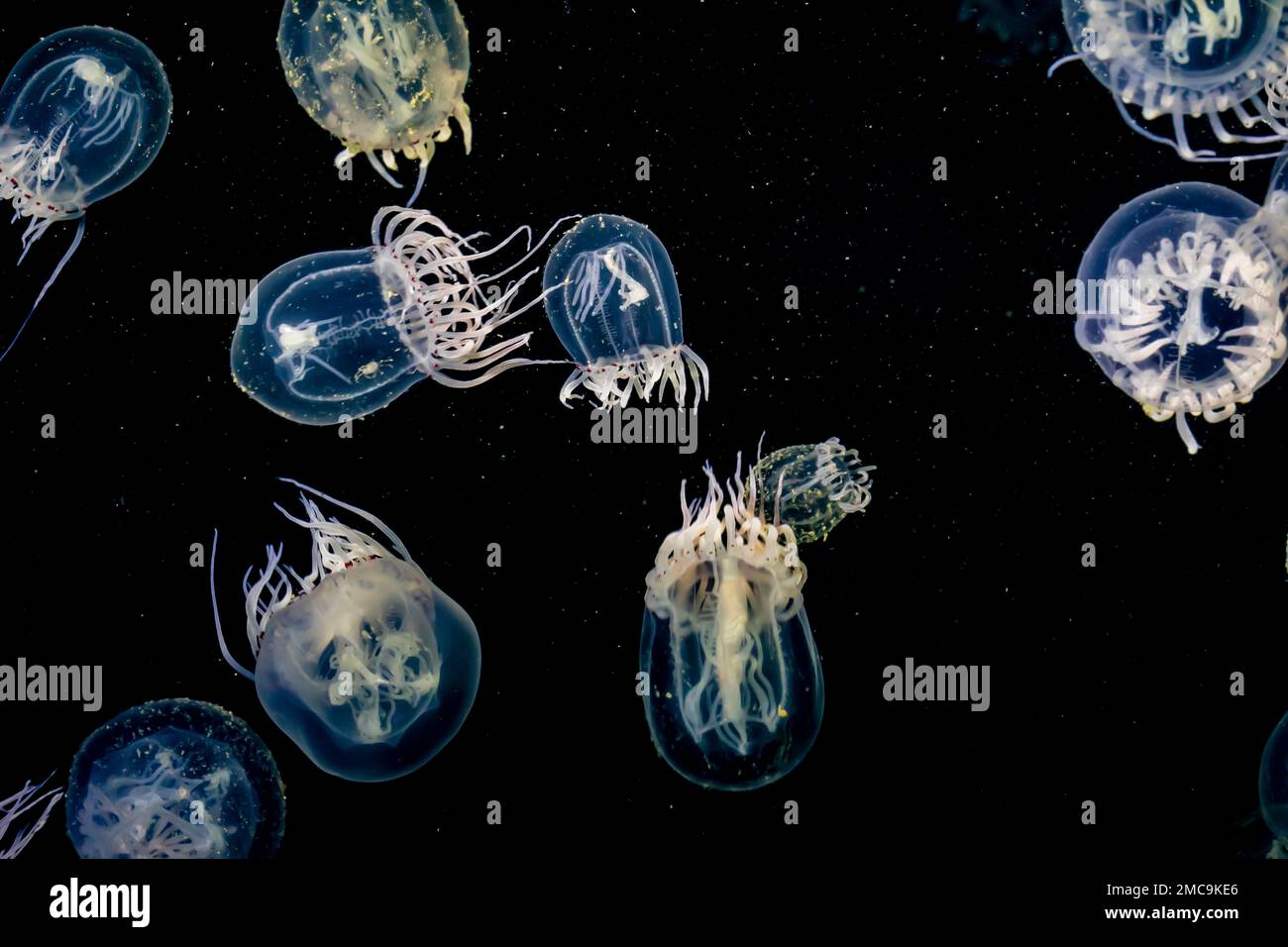 Red-eye Medusa, Polyorchis penicillatus, a jellyfish in the Charleston ...