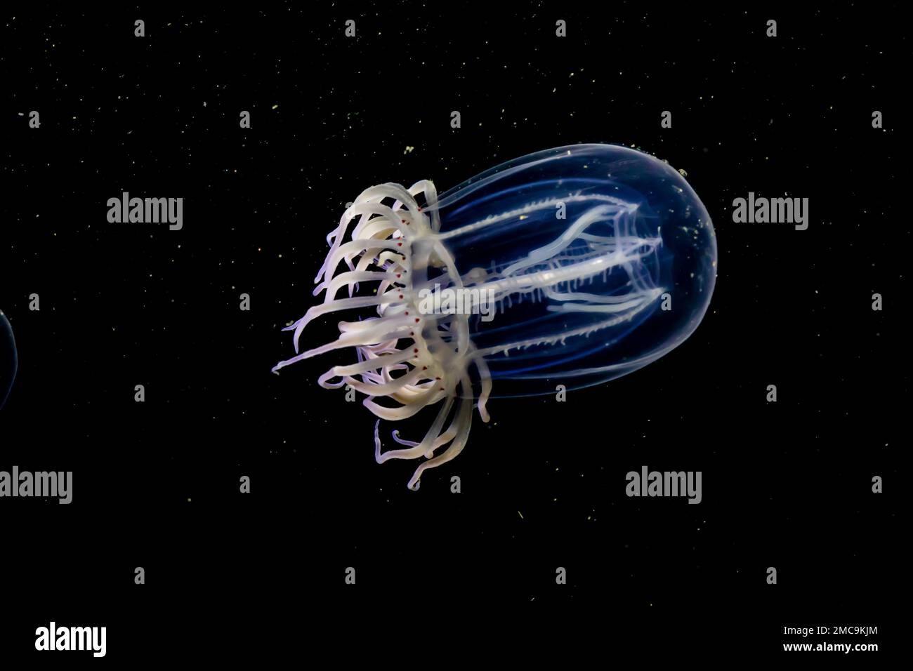 Red-eye Medusa, Polyorchis penicillatus, a jellyfish in the Charleston ...