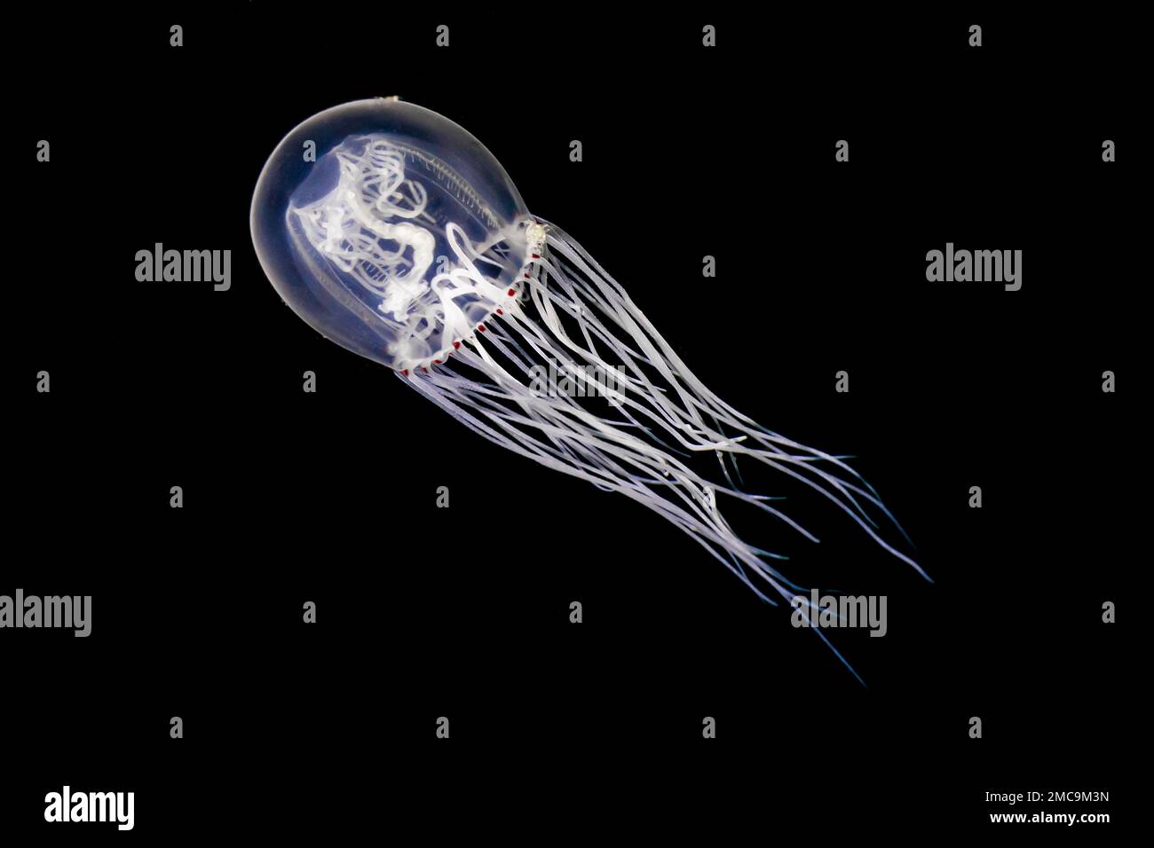 Red-eye Medusa, Polyorchis penicillatus, a jellyfish in the Charleston ...