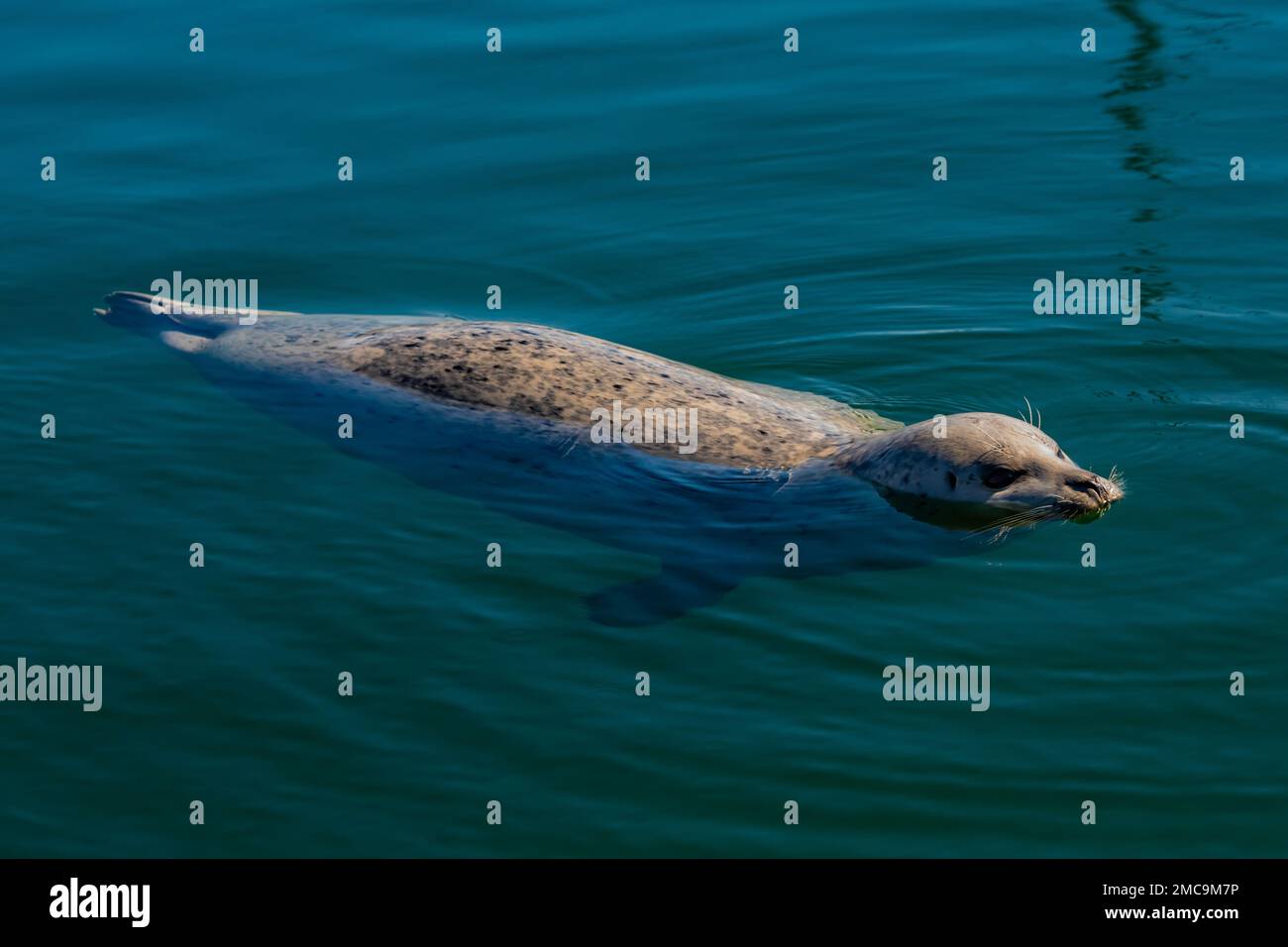Seal eating fish hi-res stock photography and images - Alamy