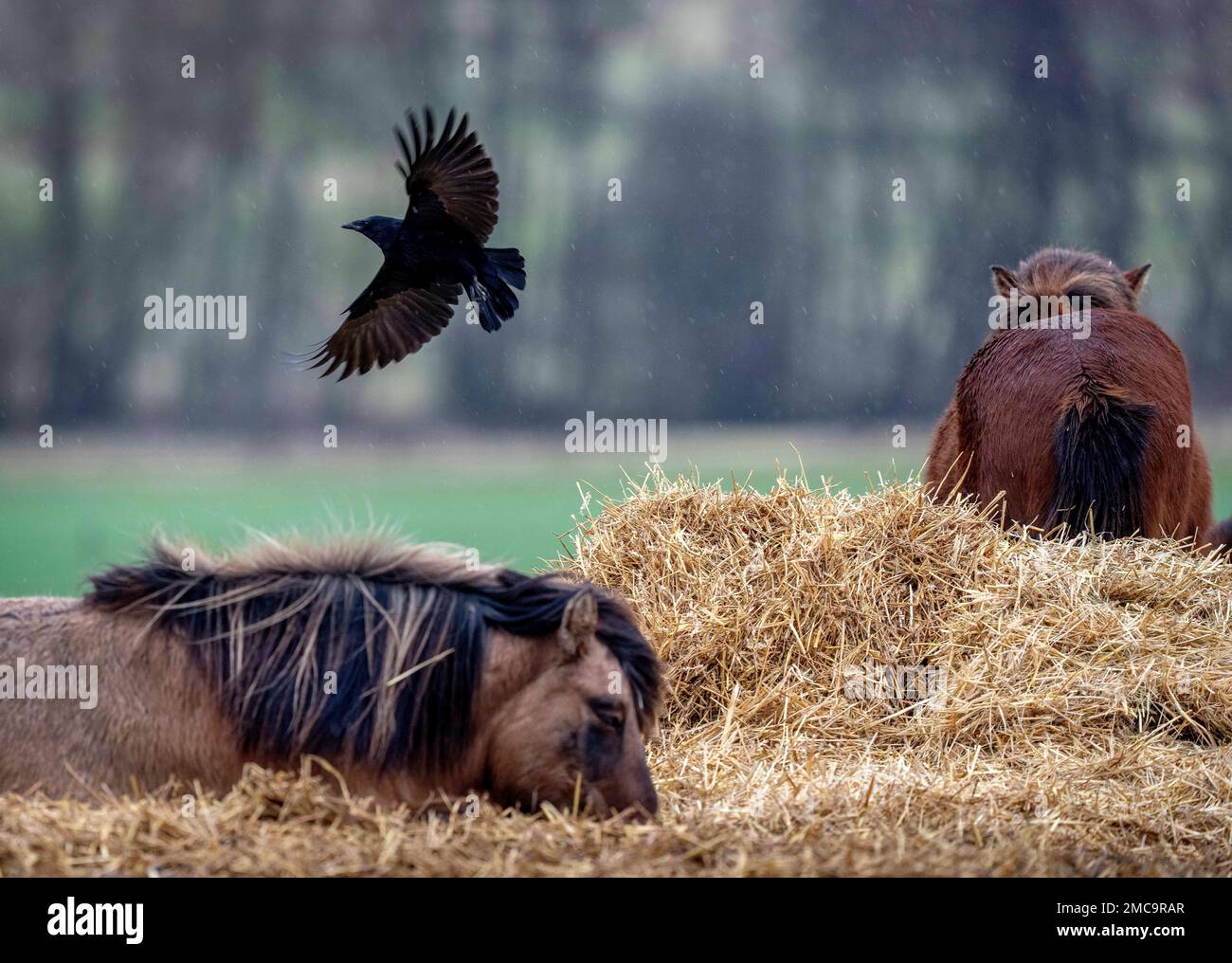 A raven flies over Icelandic horses at a stud farm in Wehrheim near ...