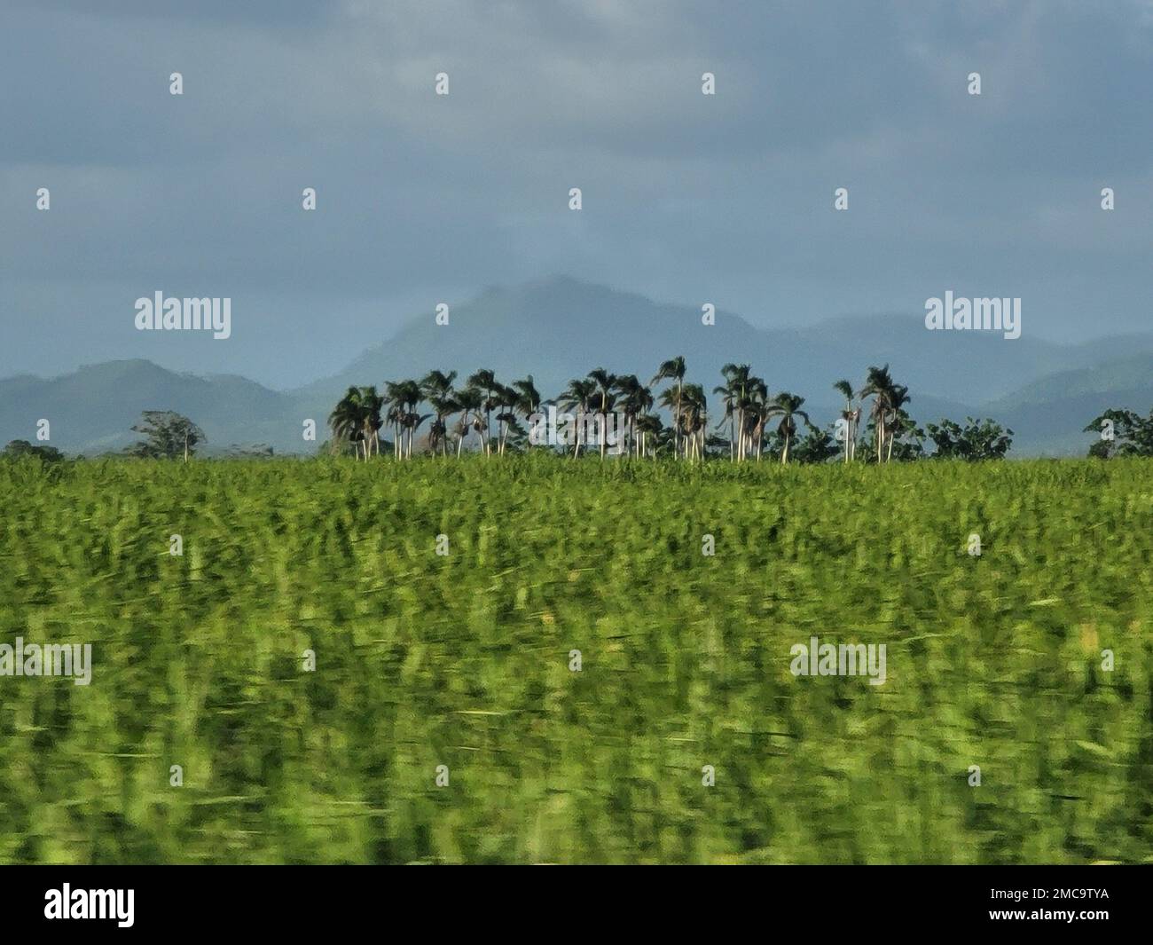 A scenic view of a vast green agricultural field in a rural area on a ...