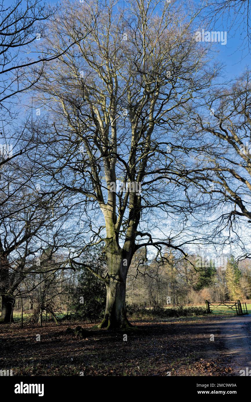 Deciduous trees in the grounds of Felbrigg hall, norfolk, england Stock ...