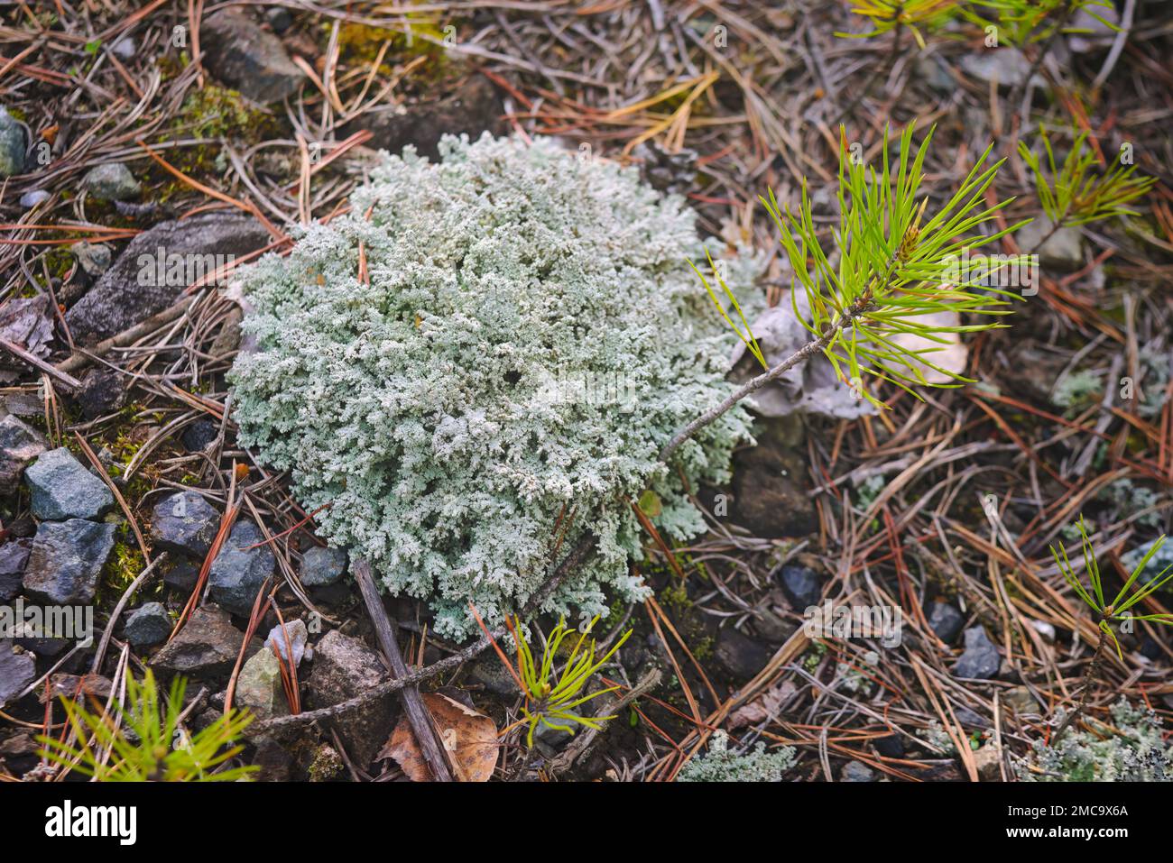 Macro shot of light-colored, fruticose species of lichen Grey reindeer ...