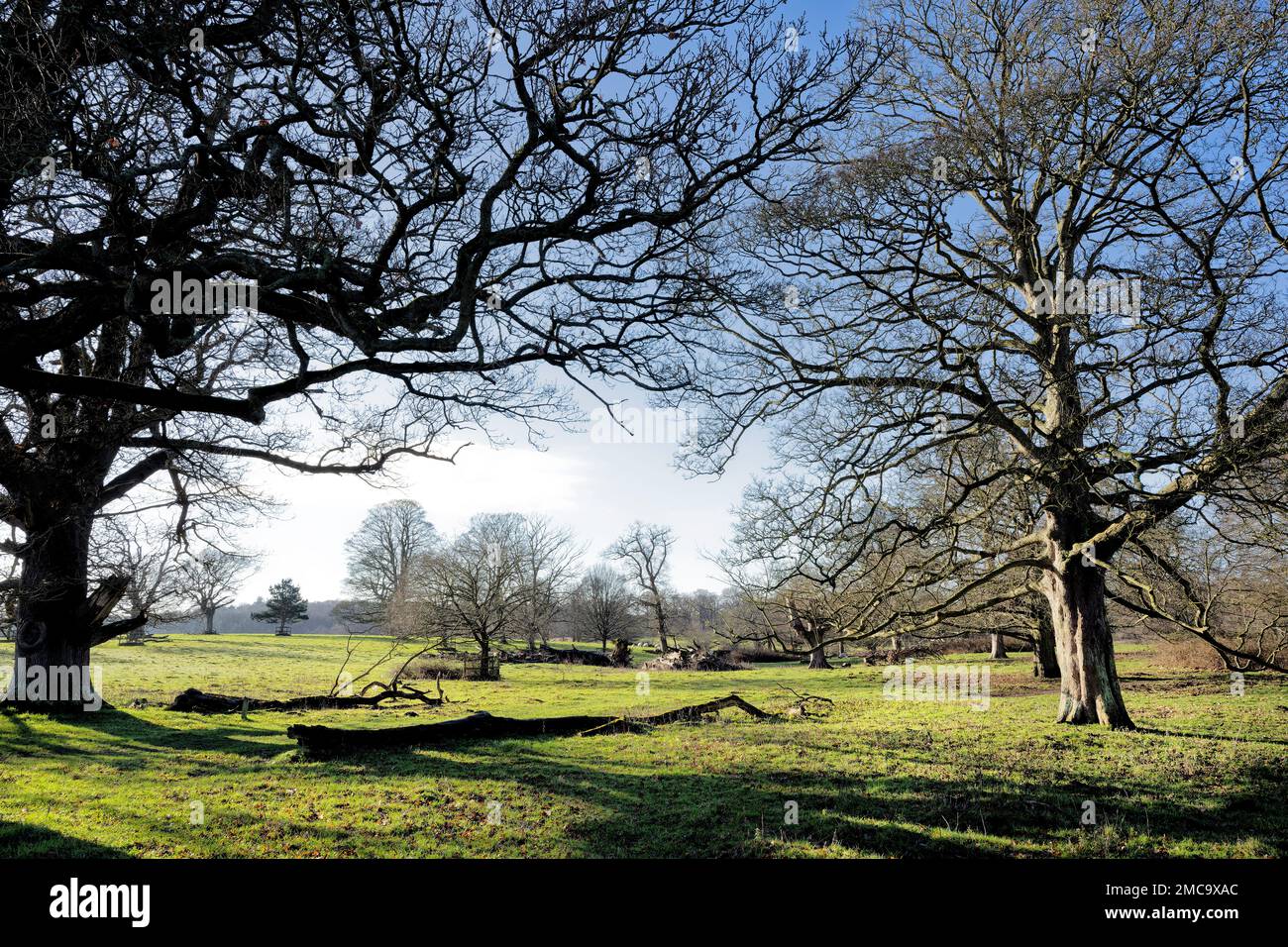 Deciduous trees in the grounds of Felbrigg hall, norfolk, england Stock ...