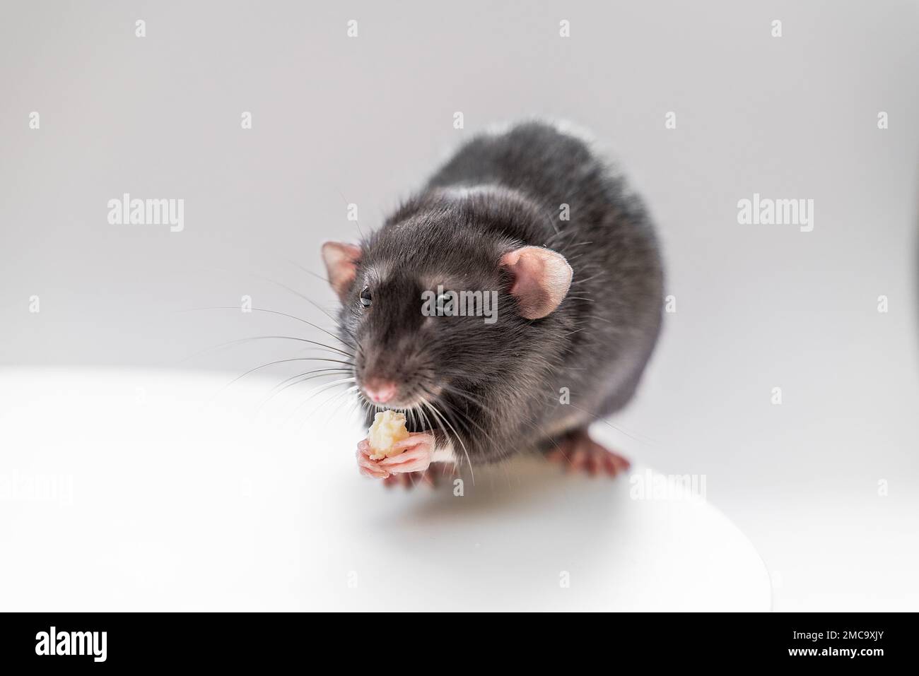 Domestic black dumbo rat sits and eats food on a white background. The ...
