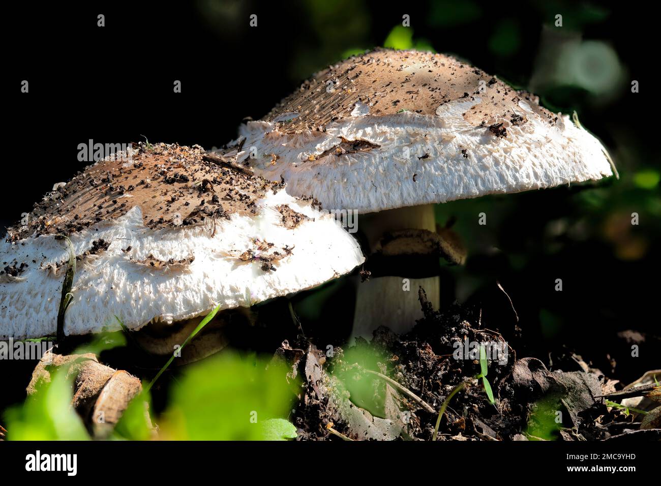 Garden mushroom uk hi-res stock photography and images - Alamy