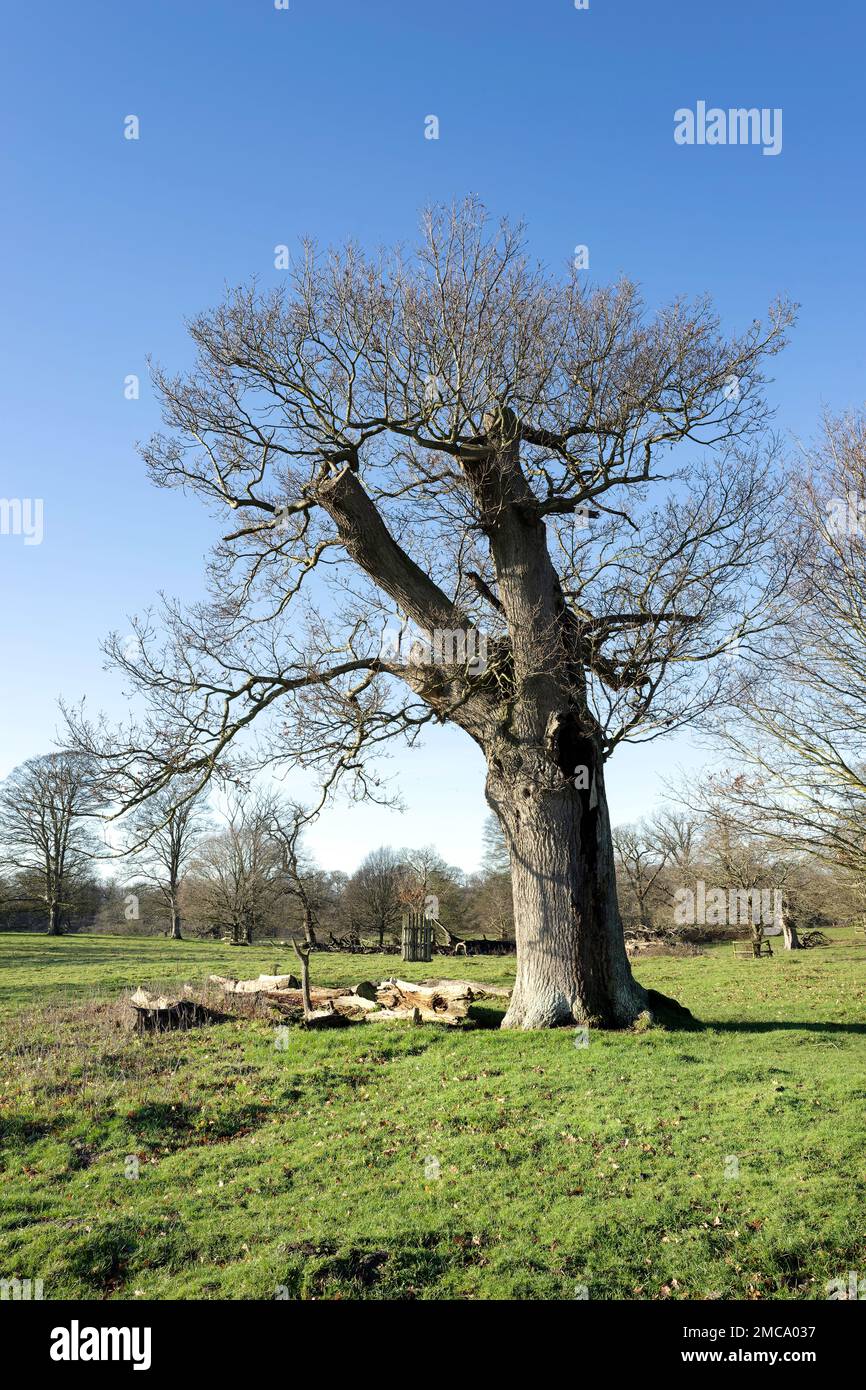 Deciduous trees in the grounds of Felbrigg hall, norfolk, england Stock ...