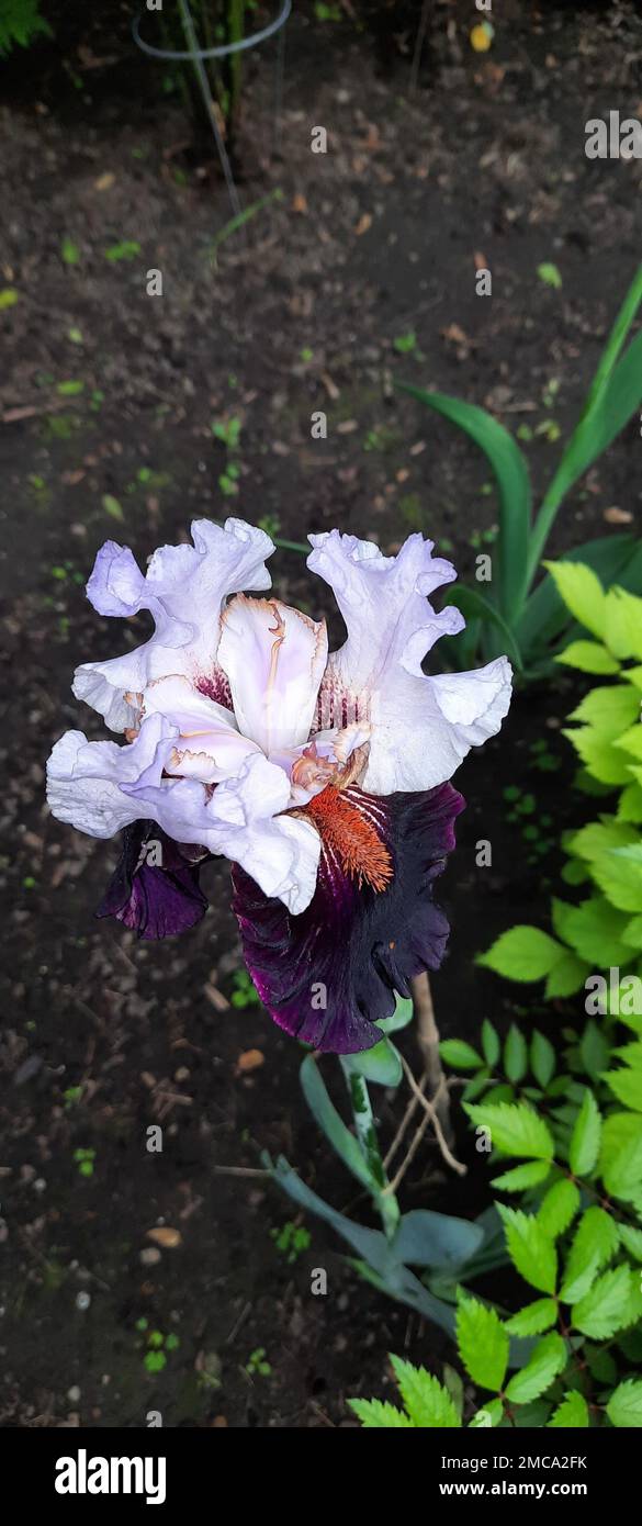 A closeup of a delicate German bearded iris in a garden Stock Photo - Alamy