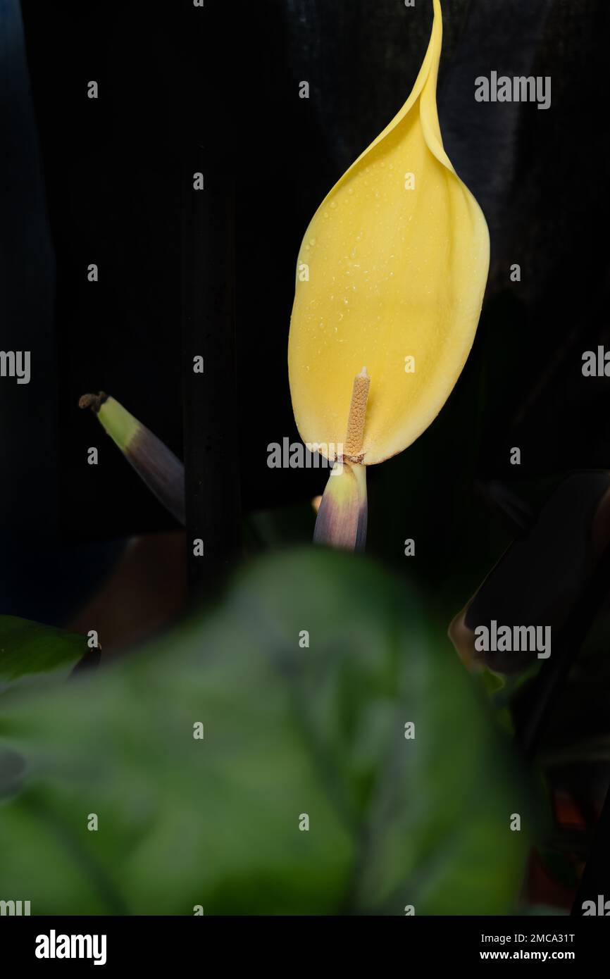 Bright yellow taro flower open one day closeup Stock Photo - Alamy