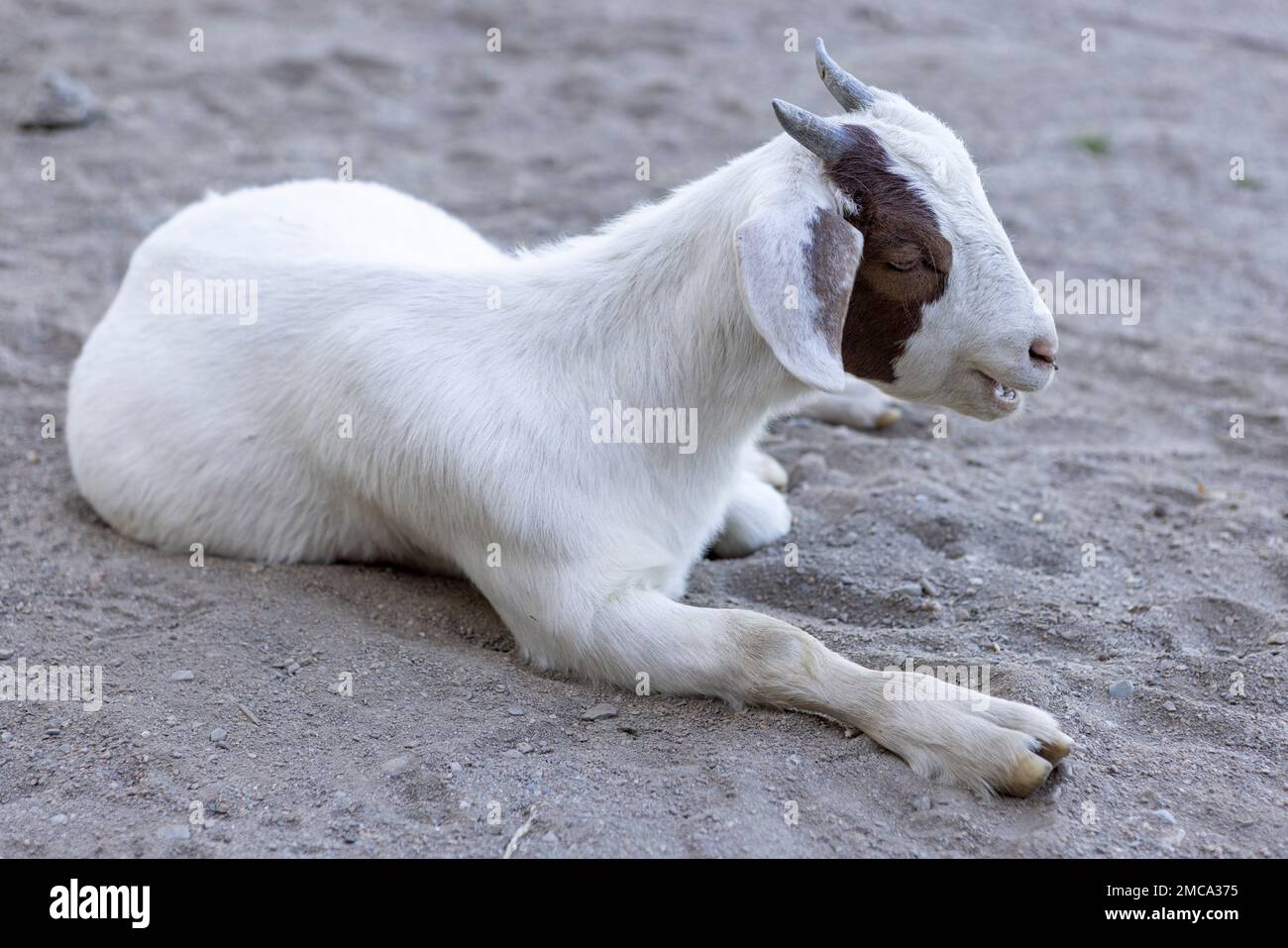 Goat at the beach of Lago General Carrera in Puerto Rio Tranquilo ...