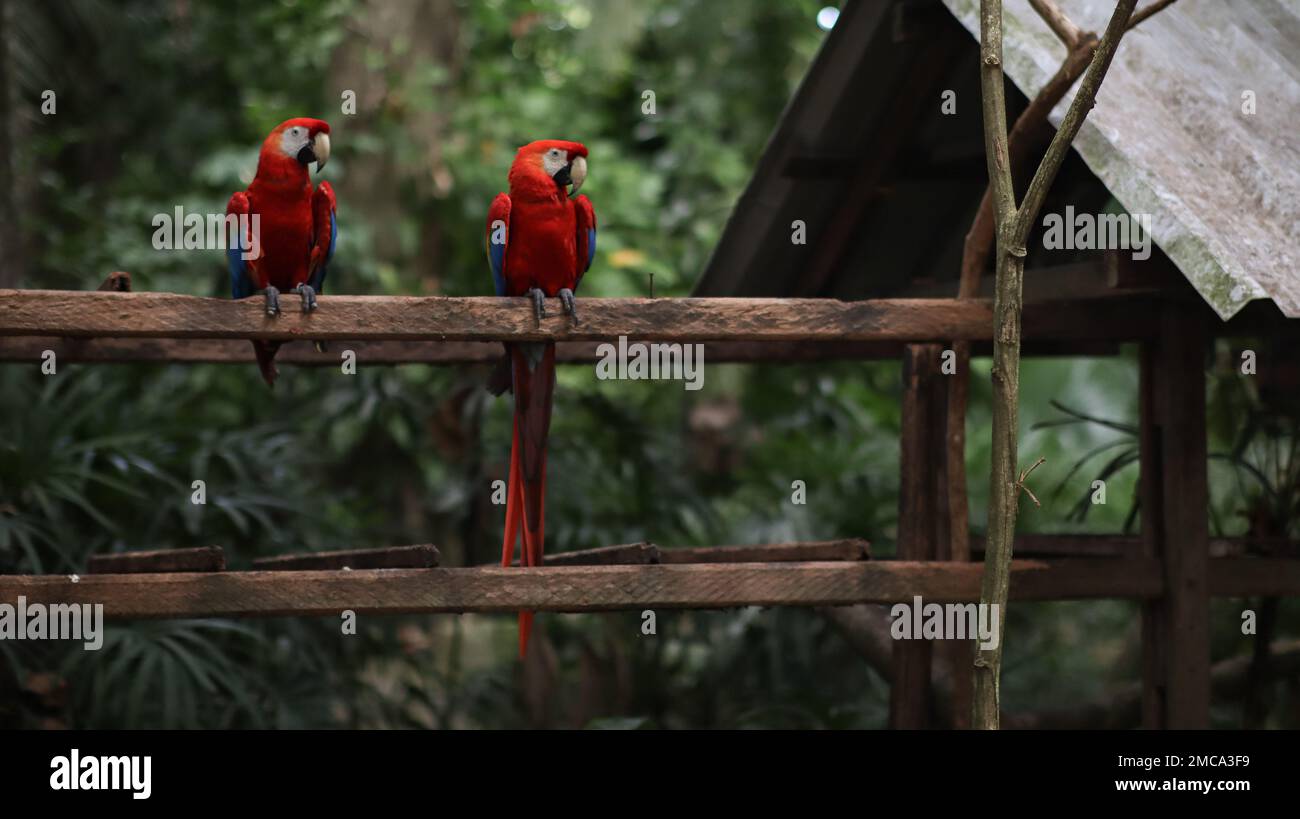 Two cute red macaw parrots perched on a wooden plant next to each other ...