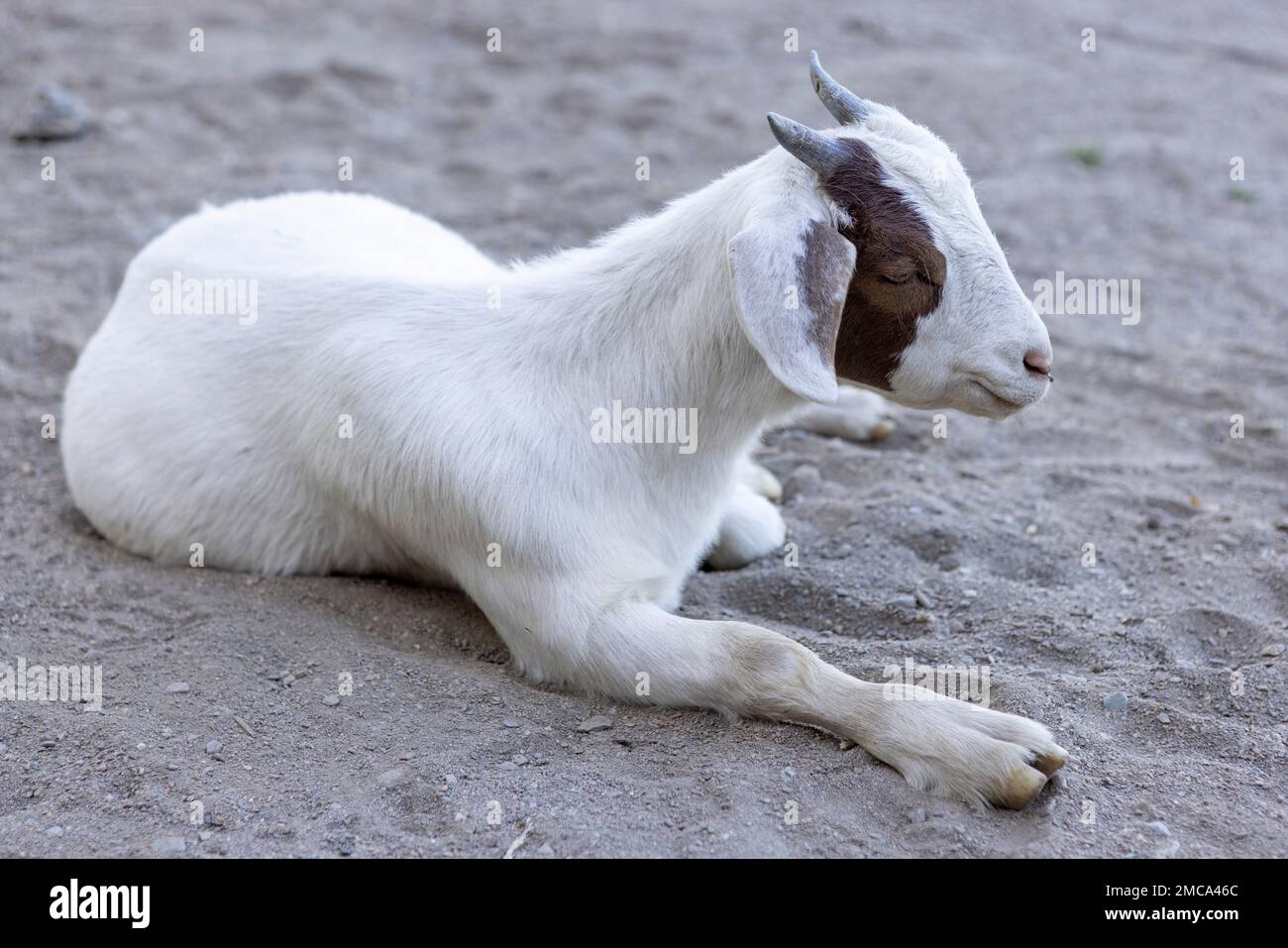 Goat at the beach of Lago General Carrera in Puerto Rio Tranquilo ...