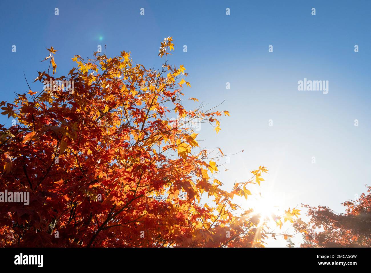 Fall trees with sunlight coming through, autumn trees, fall season ...