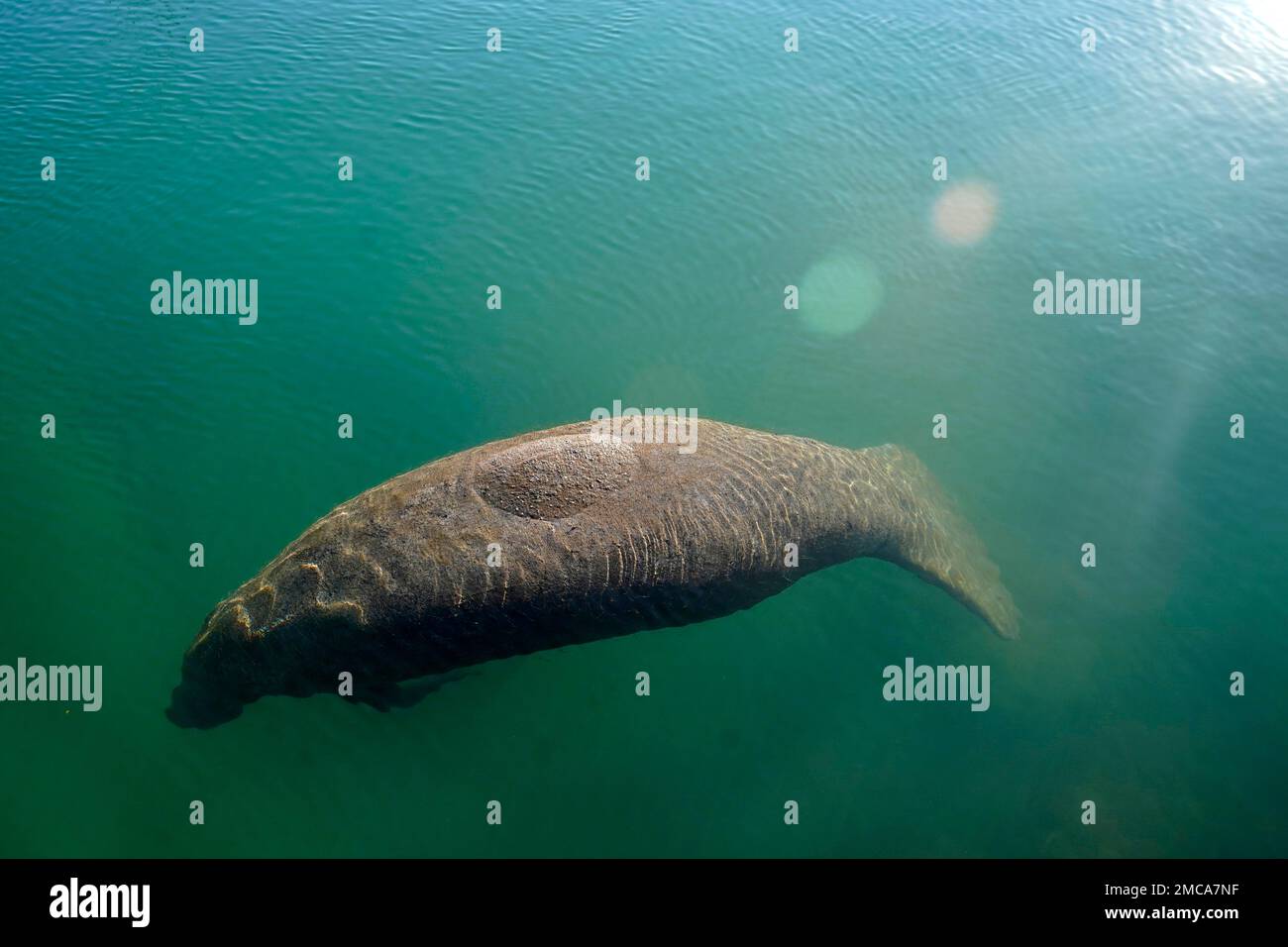 FILE - A manatee floats in the warm water of a Florida Power & Light ...