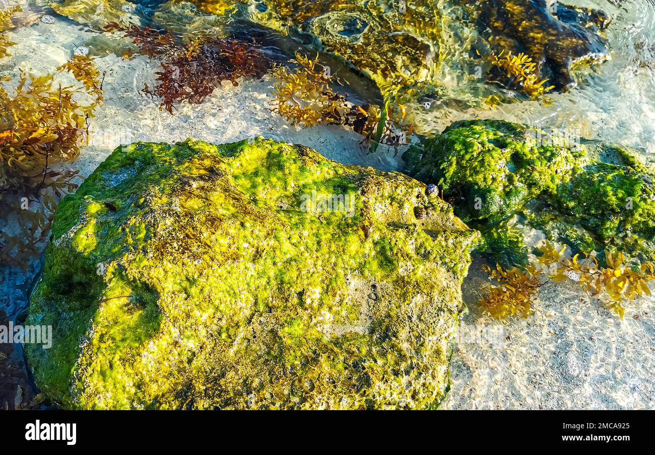 Stones rocks and corals in turquoise green and blue water on the beach ...
