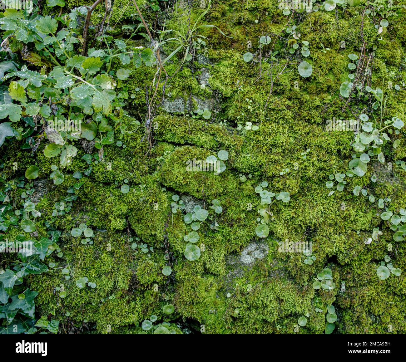 Earth tones colours hi-res stock photography and images - Alamy