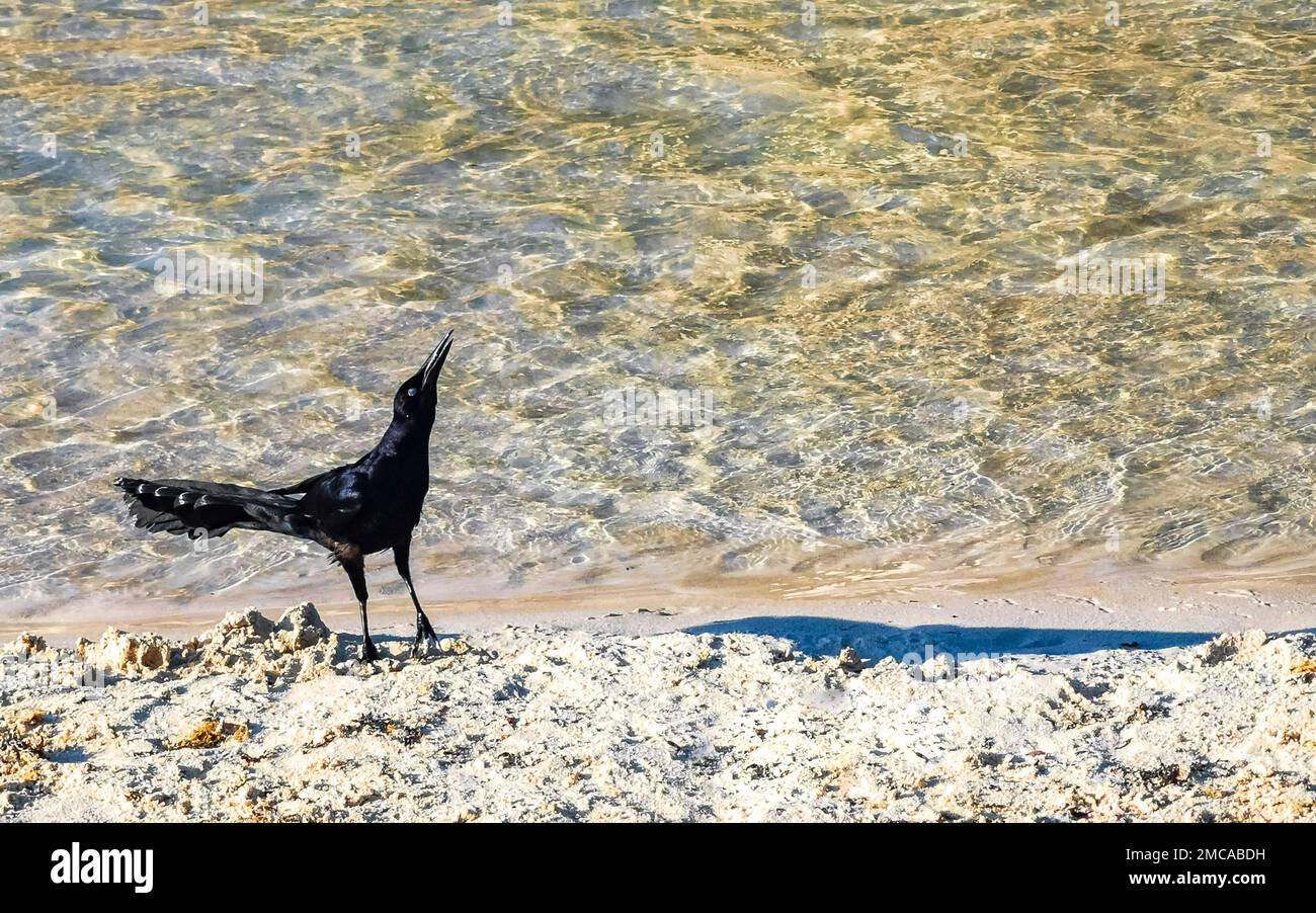 Great-Tailed Grackle Quiscalus mexicanus male female bird birds ...