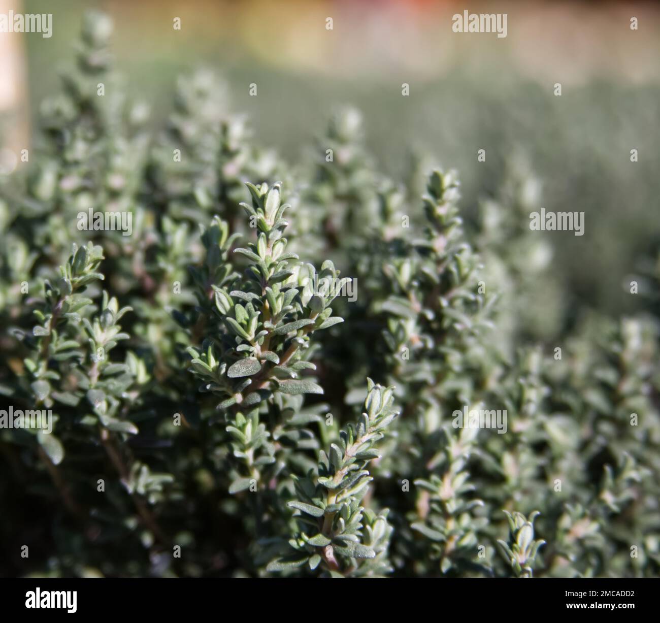 Thyme lemon herb hi-res stock photography and images - Alamy