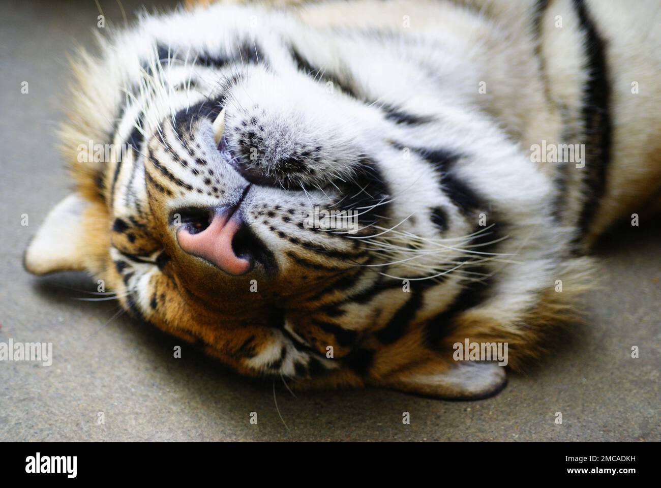 A wild tiger - cute dangerous animal with stripped fluffy fur Stock ...